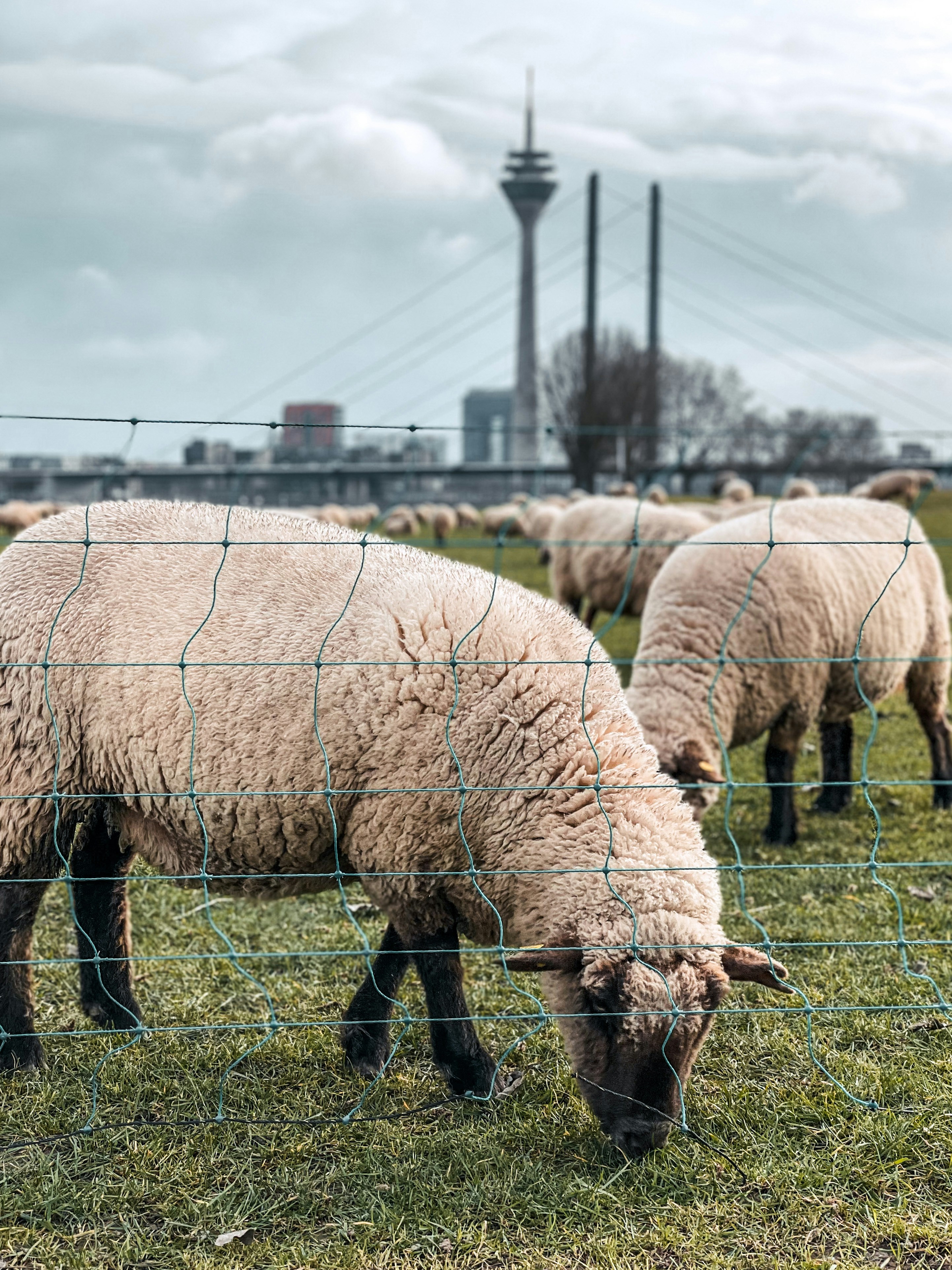 white sheep on green grass field during daytime