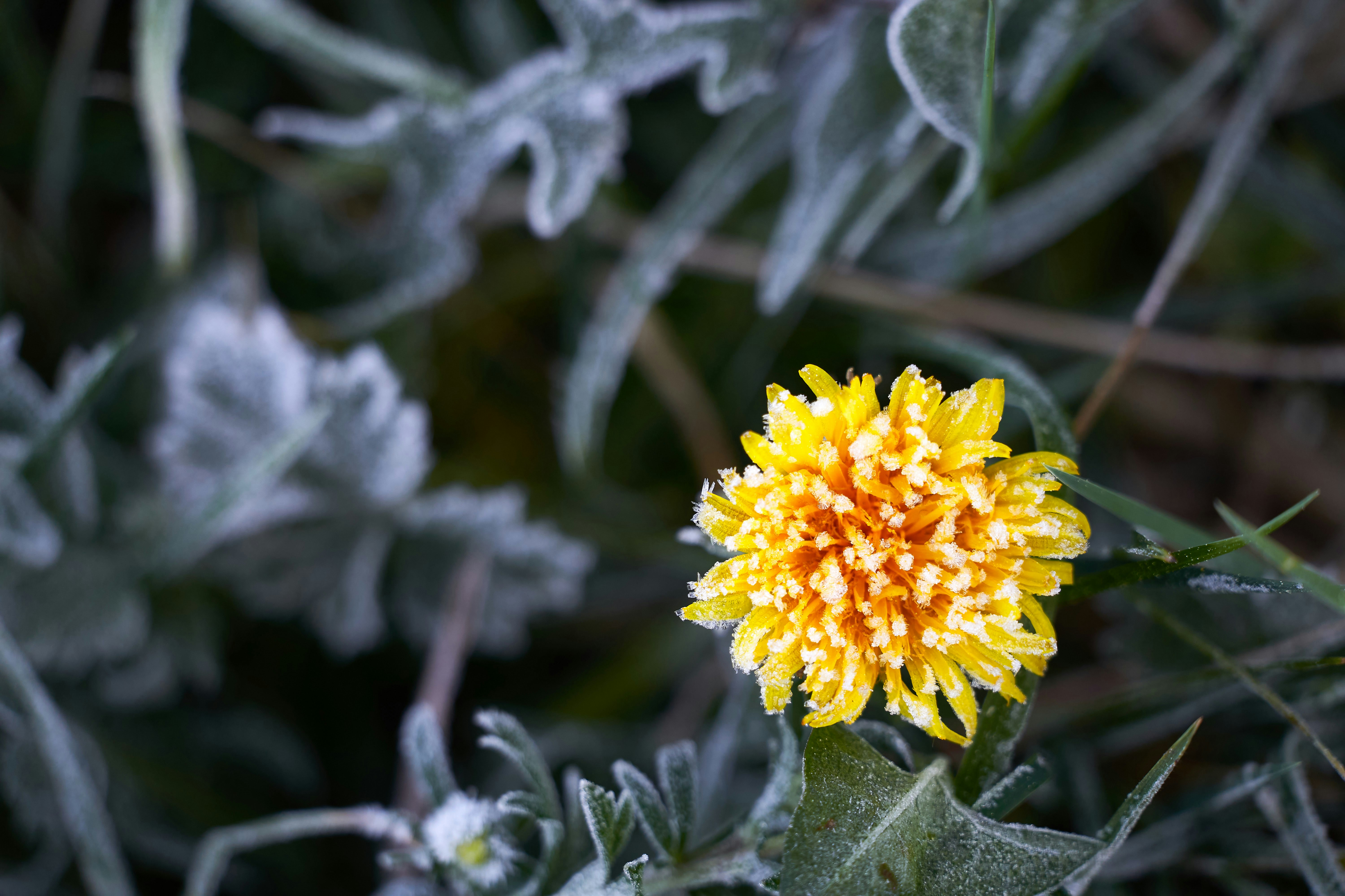 Golden bloom amid frosted foliage