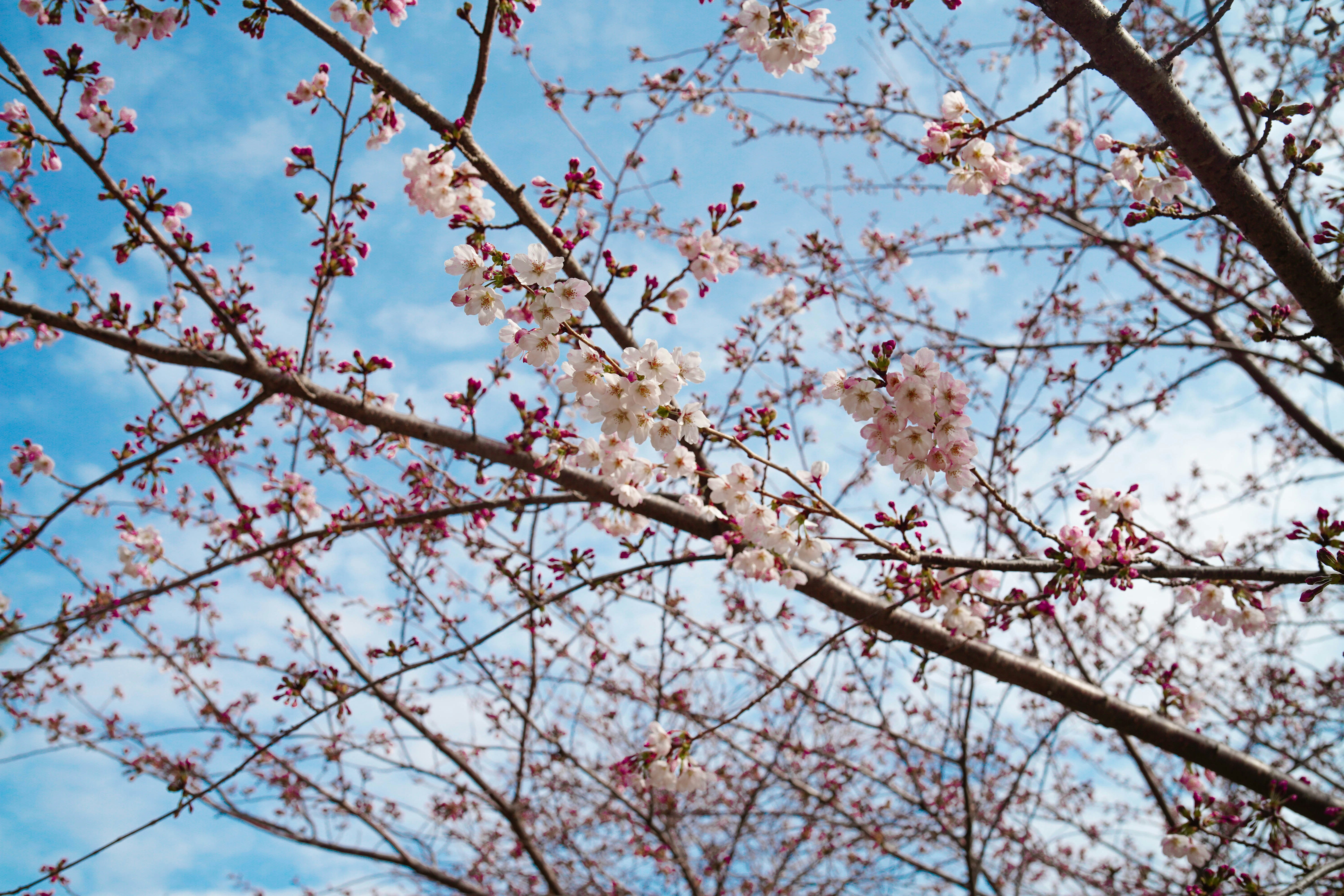 Delicate cherry blossoms bloom amidst a network of branches against a bright blue sky.