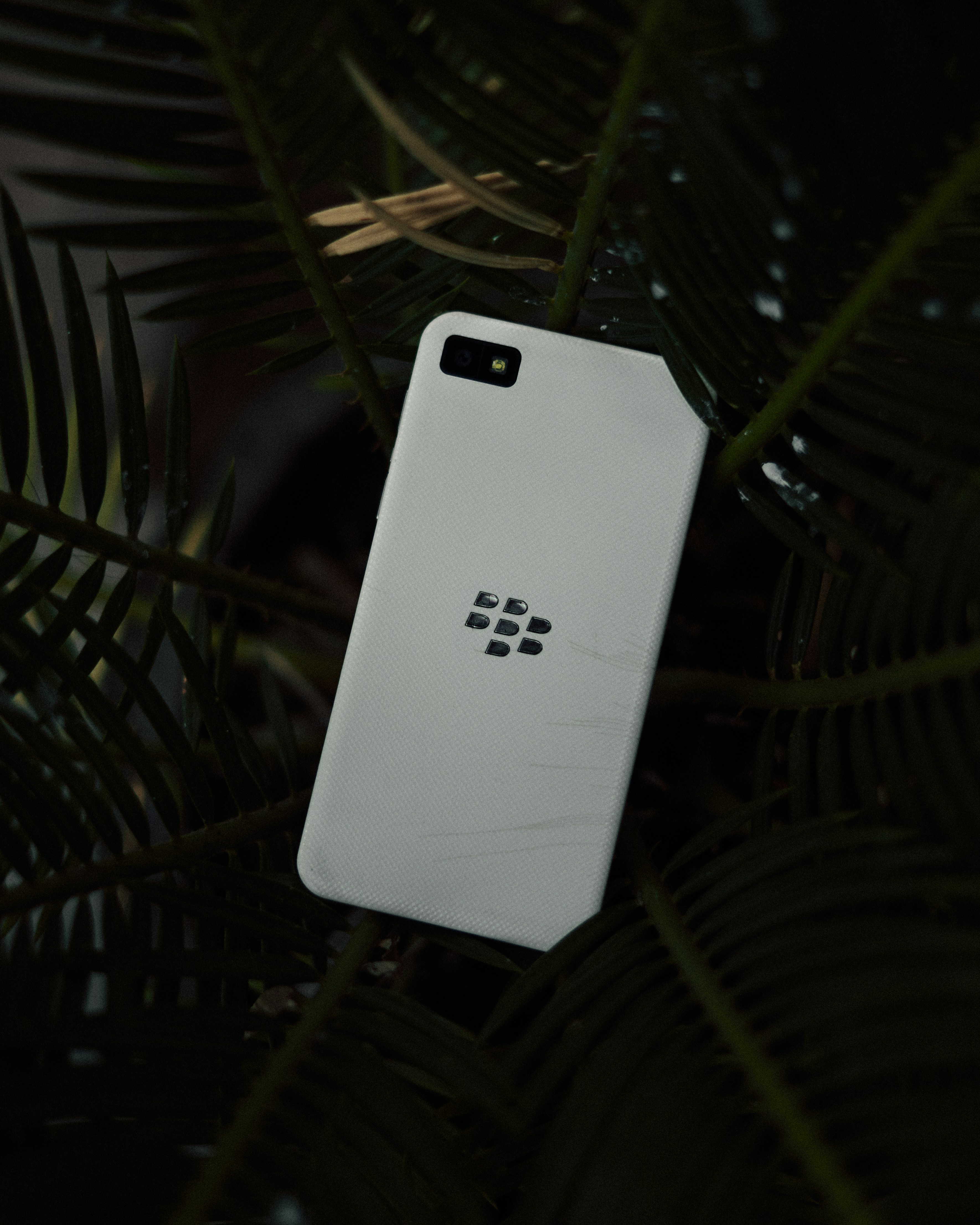 A white BlackBerry phone partially obscured by lush green ferns, symbolizing the intersection of technology and nature.