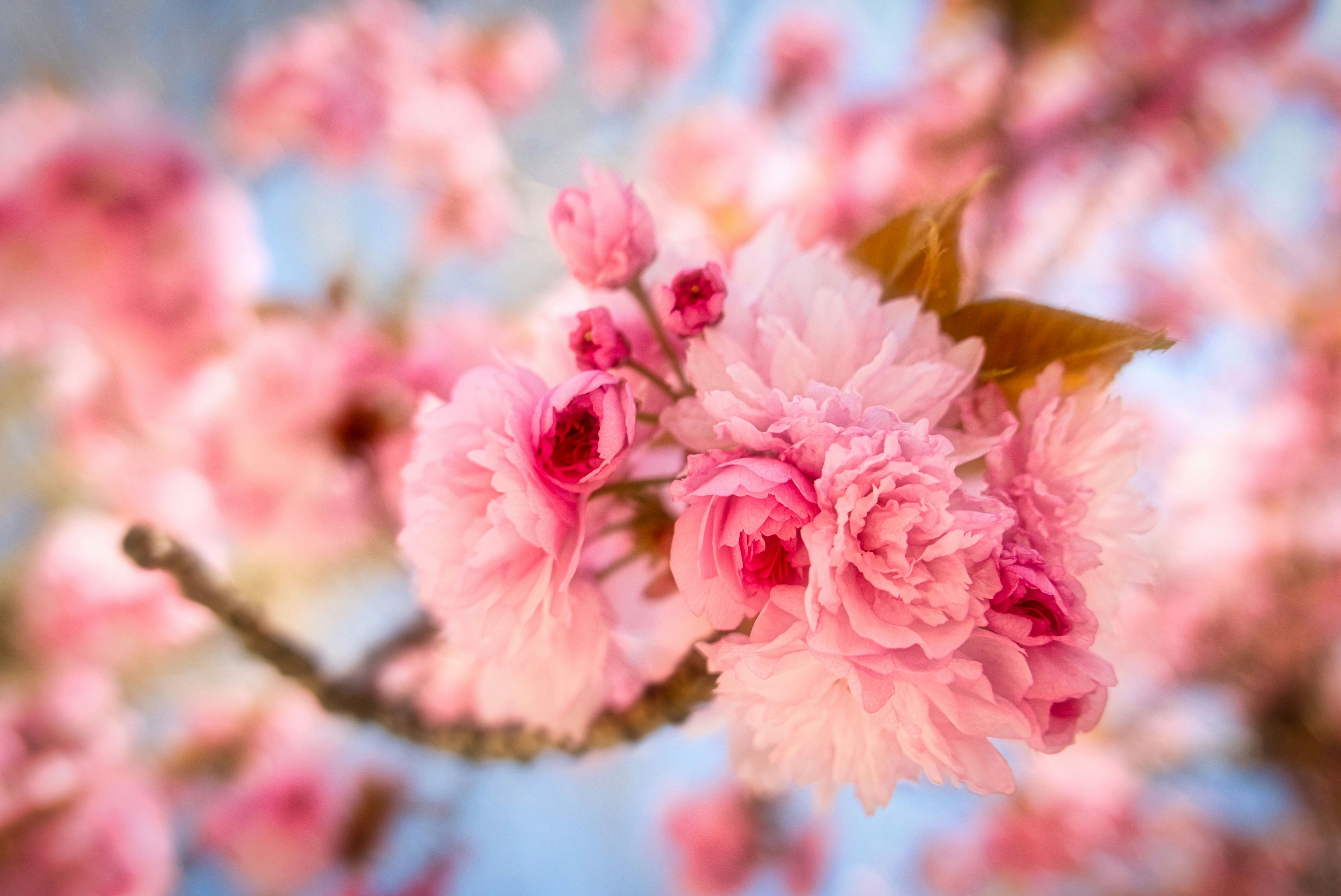Vibrant pink cherry blossoms with emerging buds against a soft blue sky.