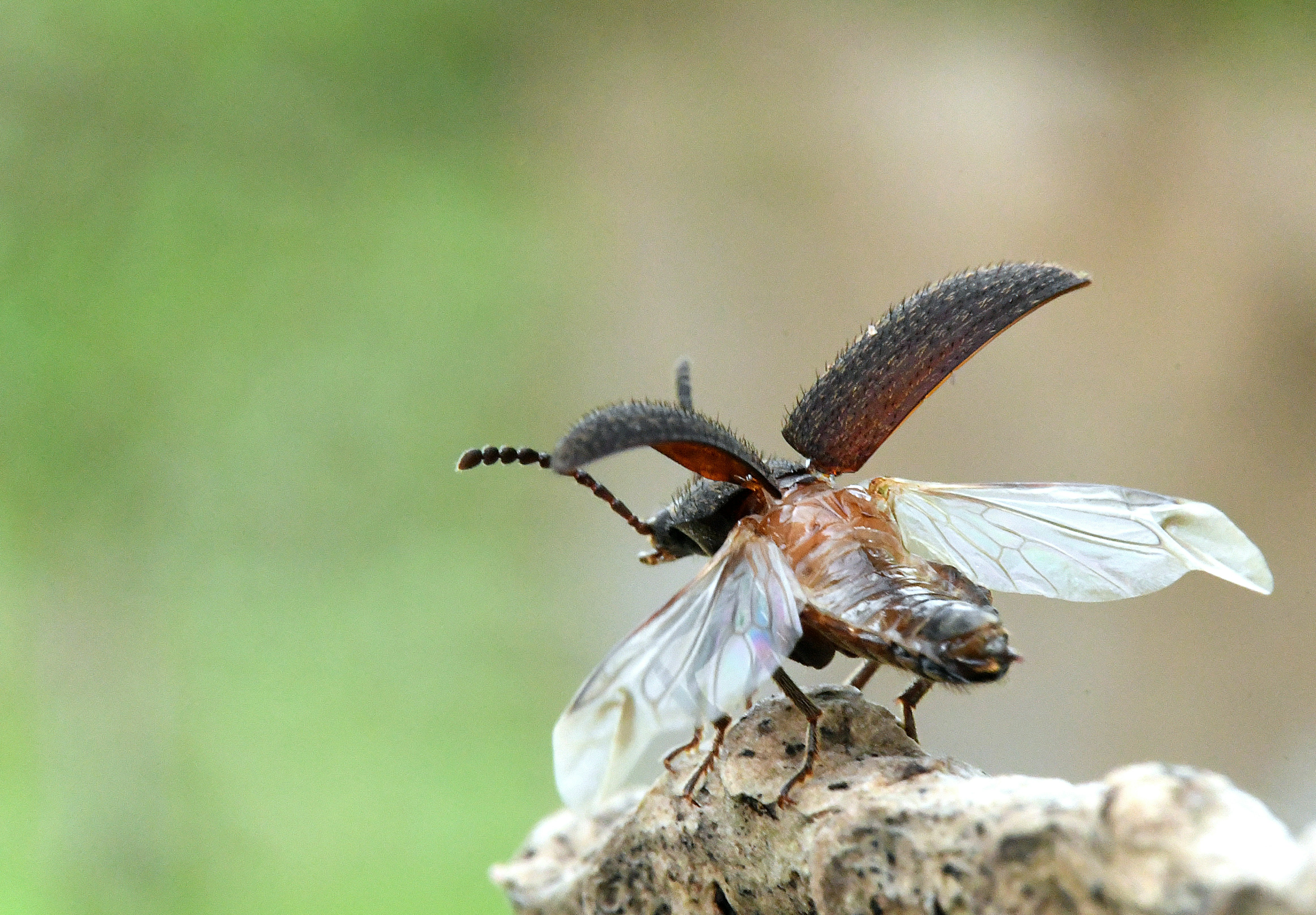 brown and black insect on brown wood