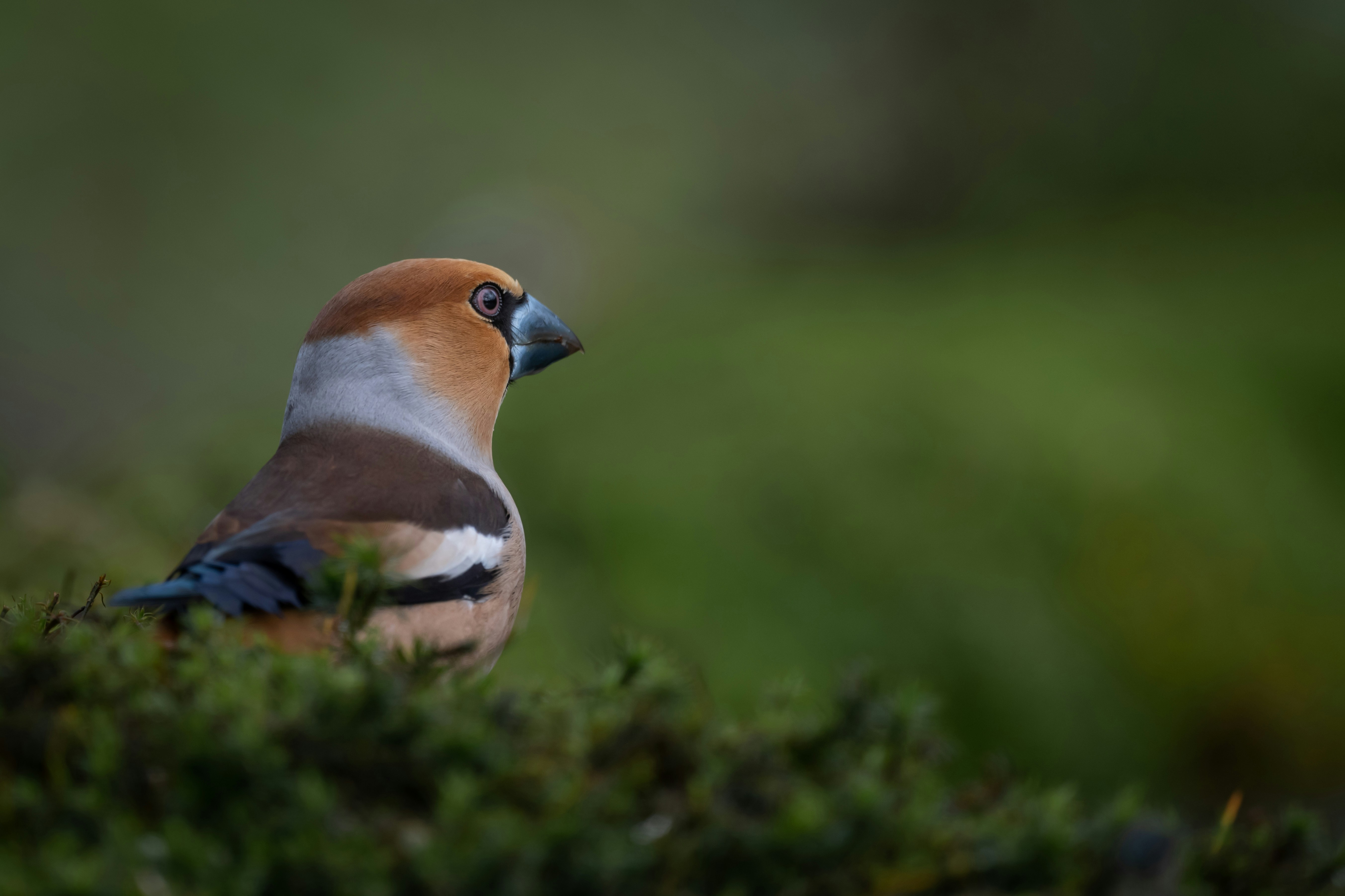 Sparrow-like Finch on mossy ledge under soft woodland light
