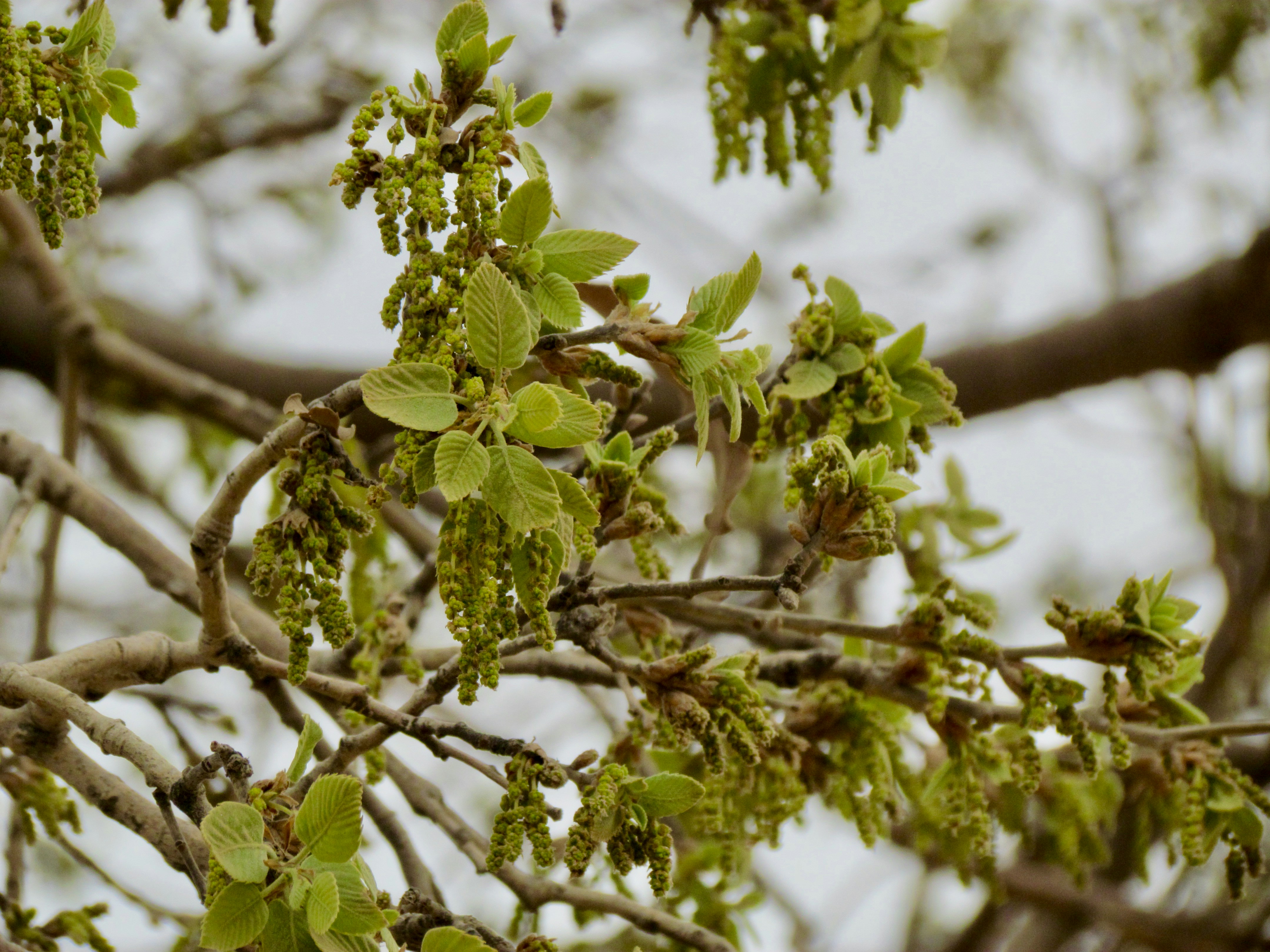 Branches adorned with fresh green leaves and budding flowers, showcasing the beauty of nature's renewal.
