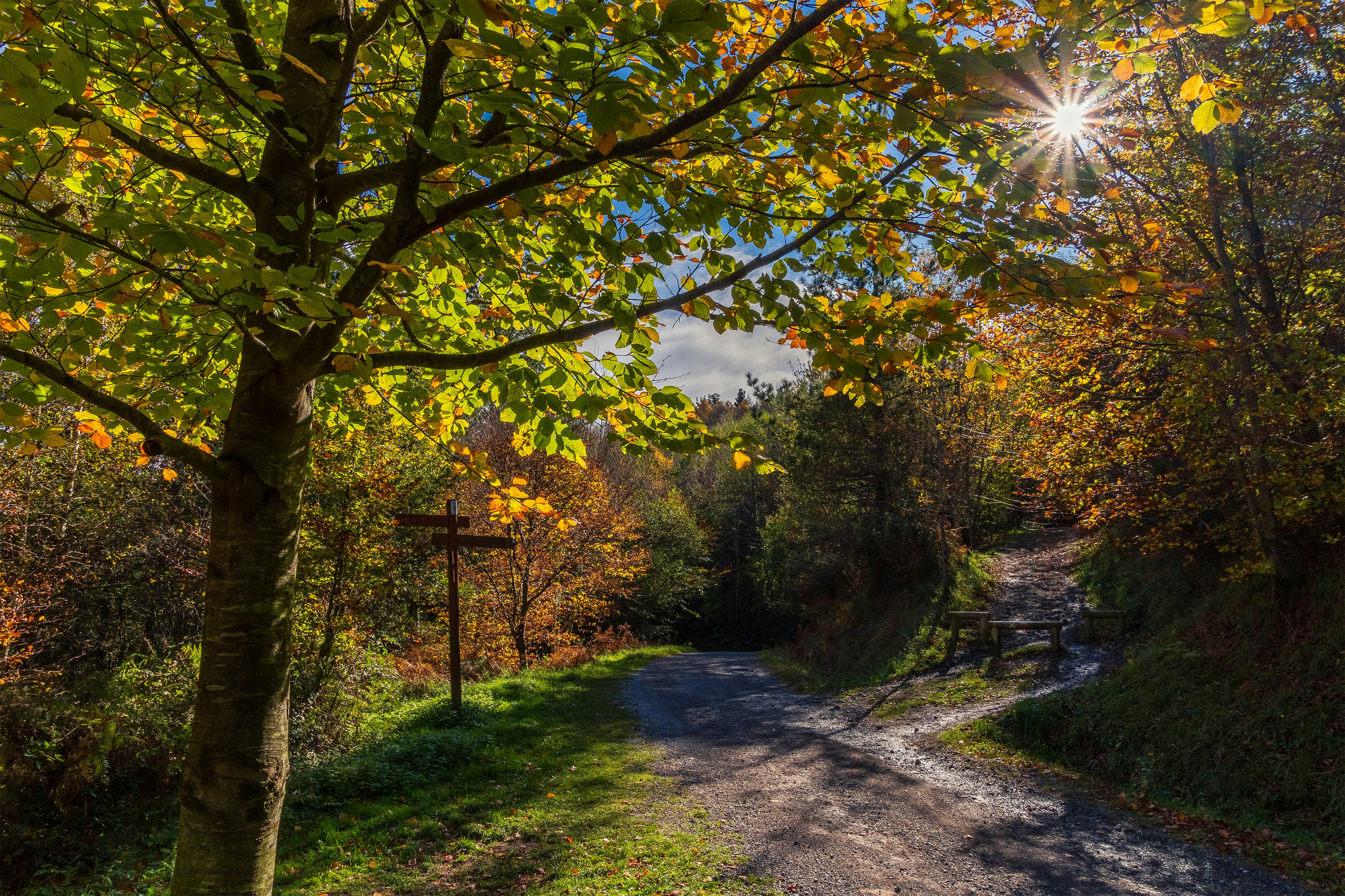 Autumn is in the air  | green grass and trees during daytime