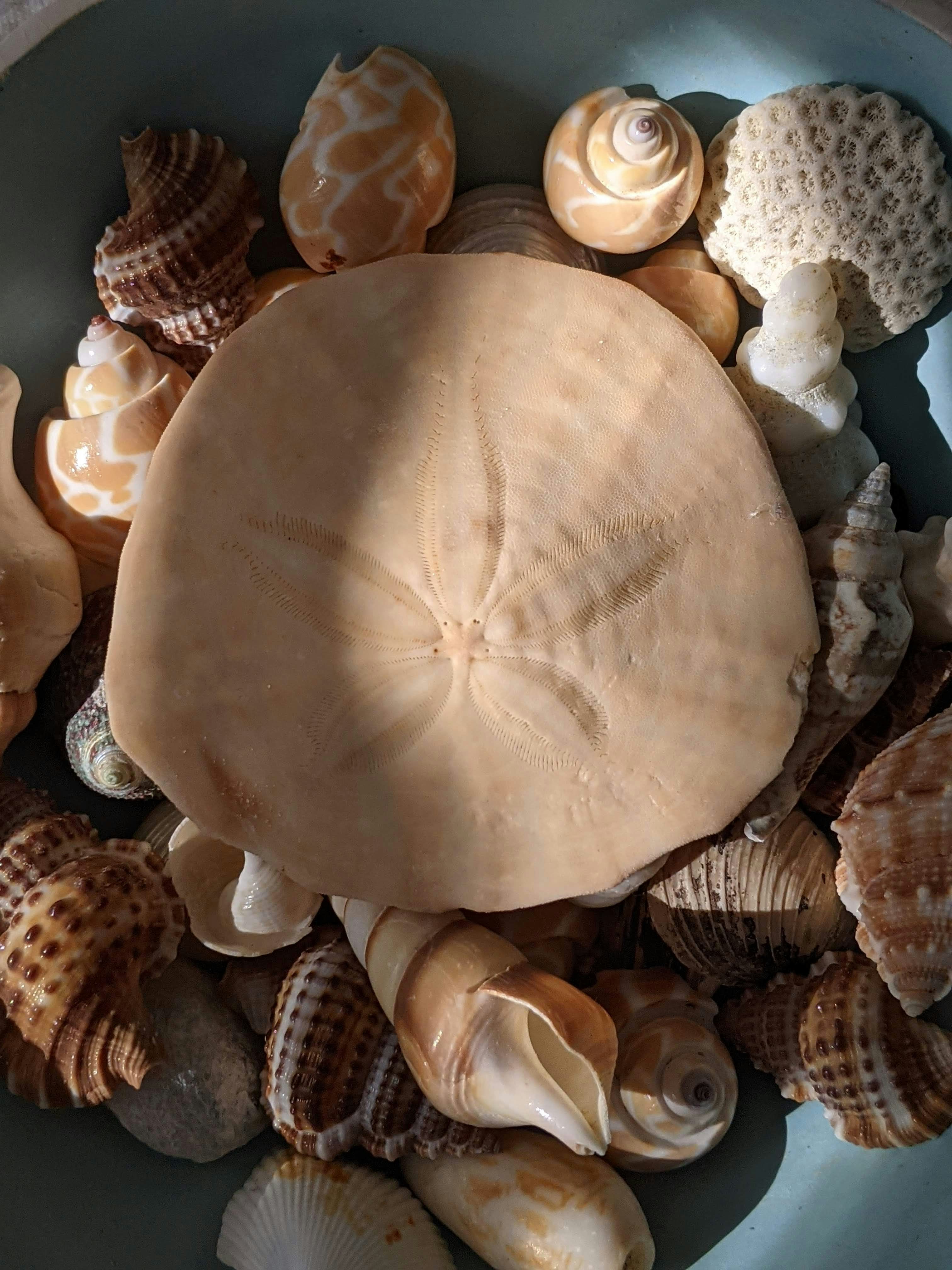 A variety of seashells arranged in a bowl, showcasing intricate textures and colors, with a prominent sand dollar at the center.