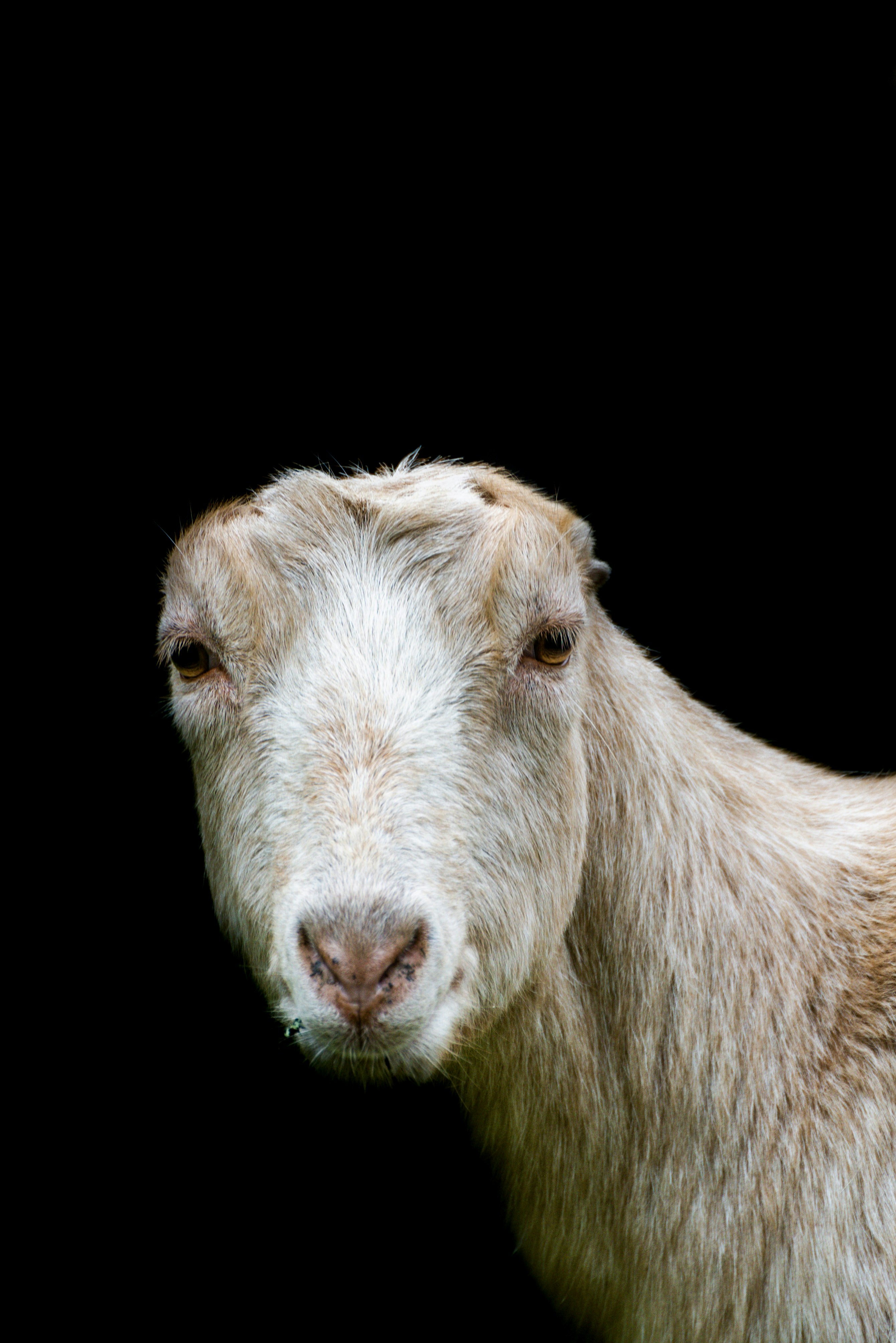 Goat Face Side