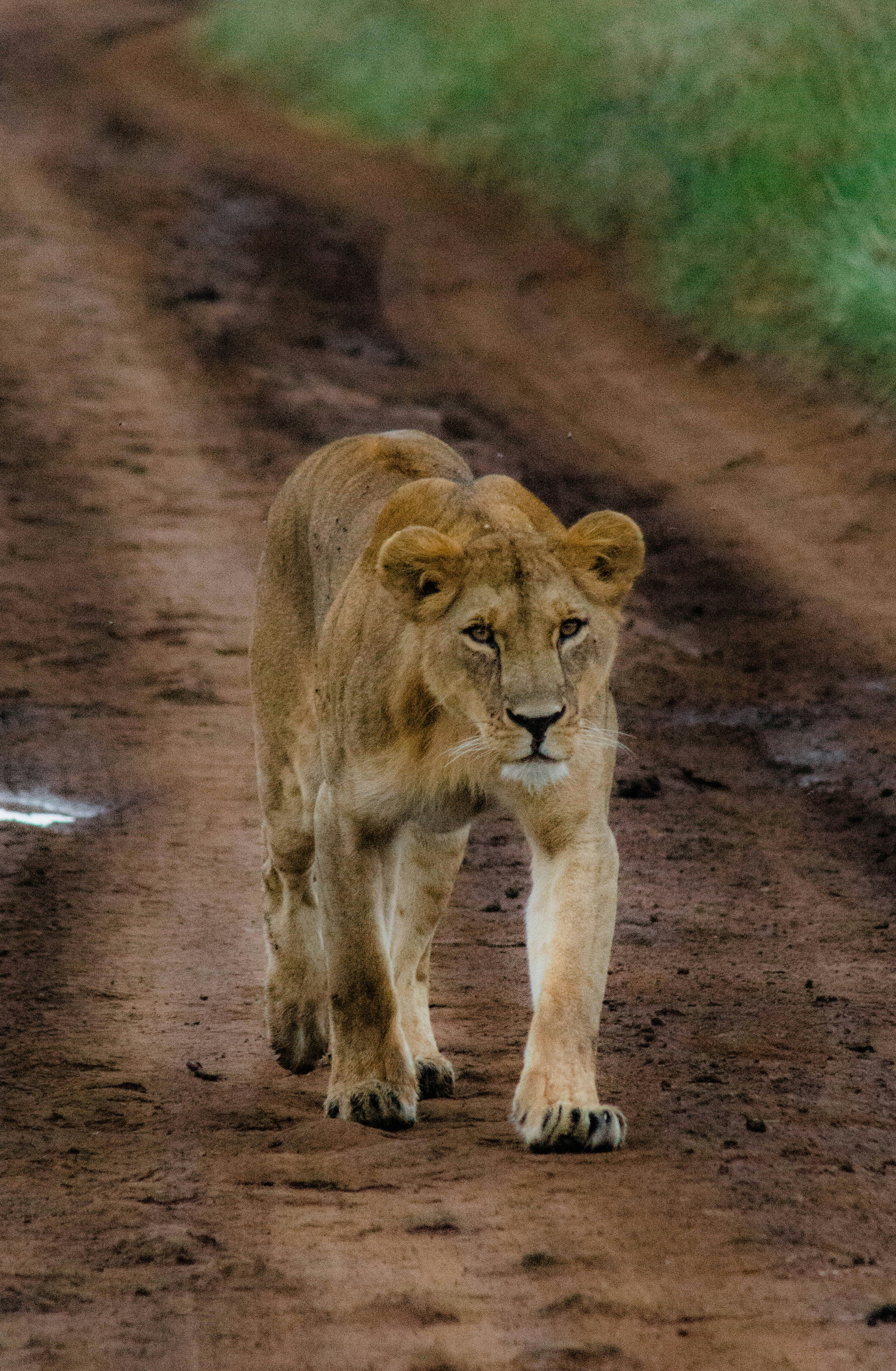 Lion Walking Pictures | Download Free Images on Unsplash