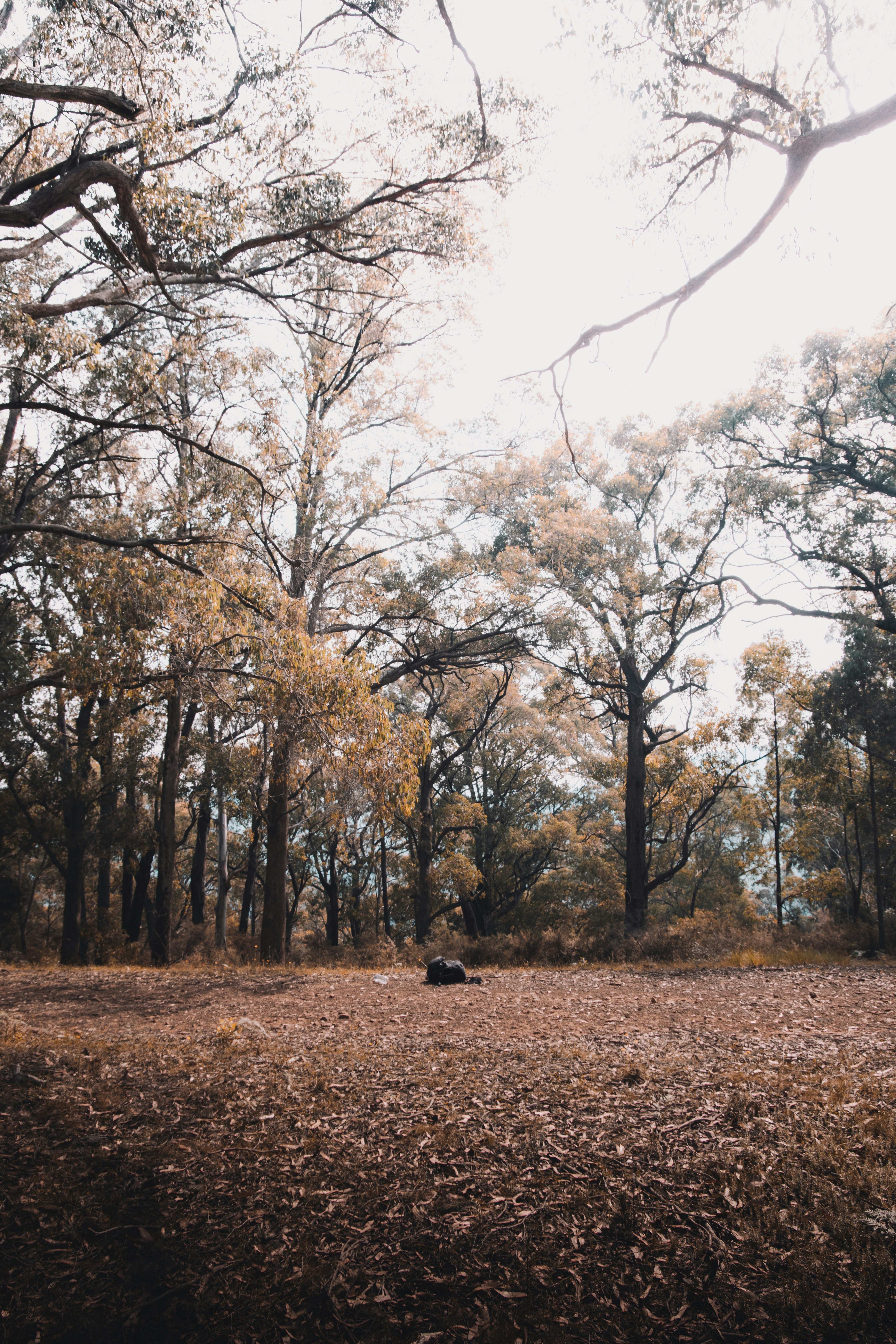 Autumn Clearing: A Lone Dark Form Anchored by Leaf-Litter