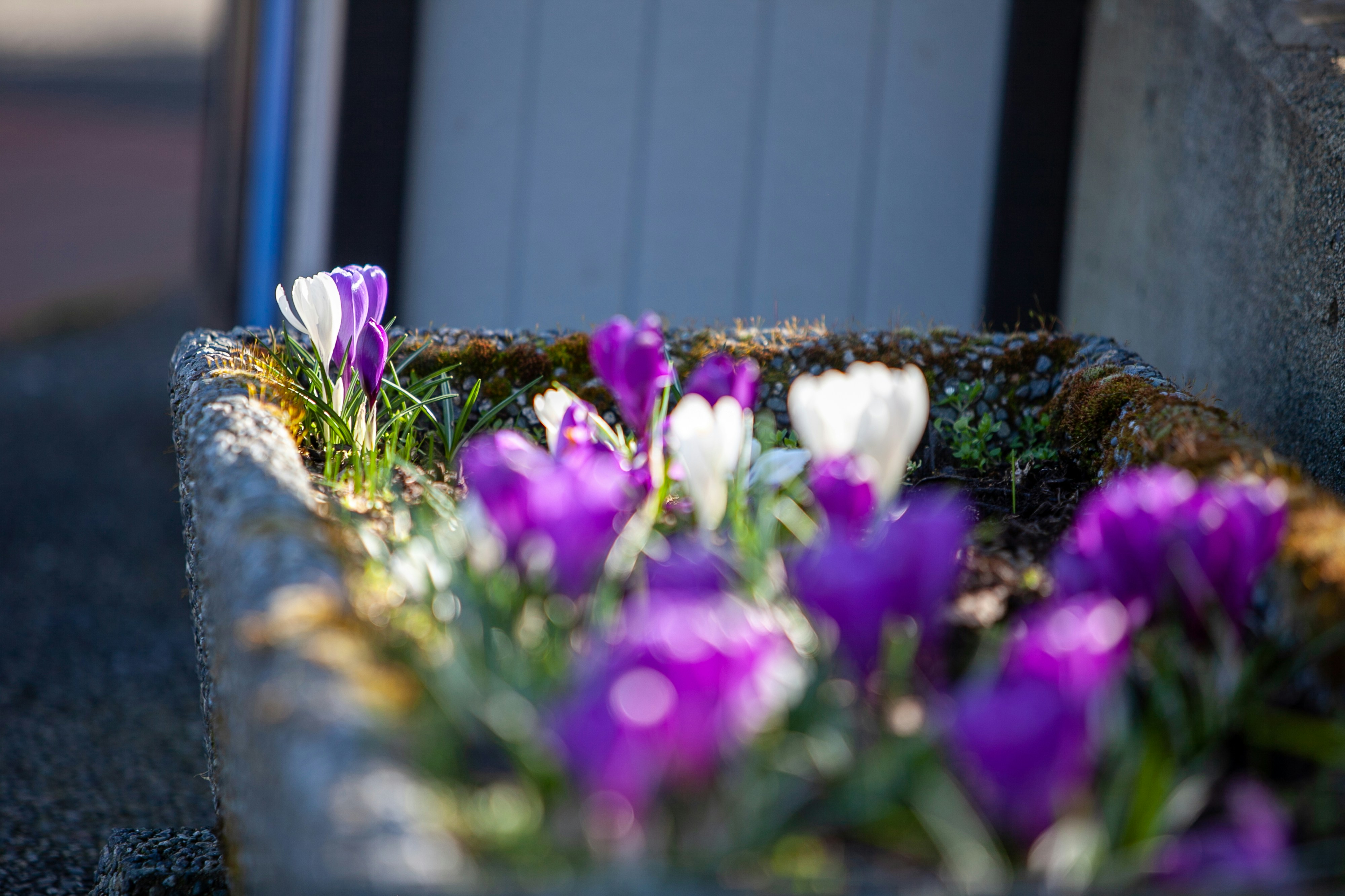 Petals in the Concrete Bed: A Quiet Window Box Bloom