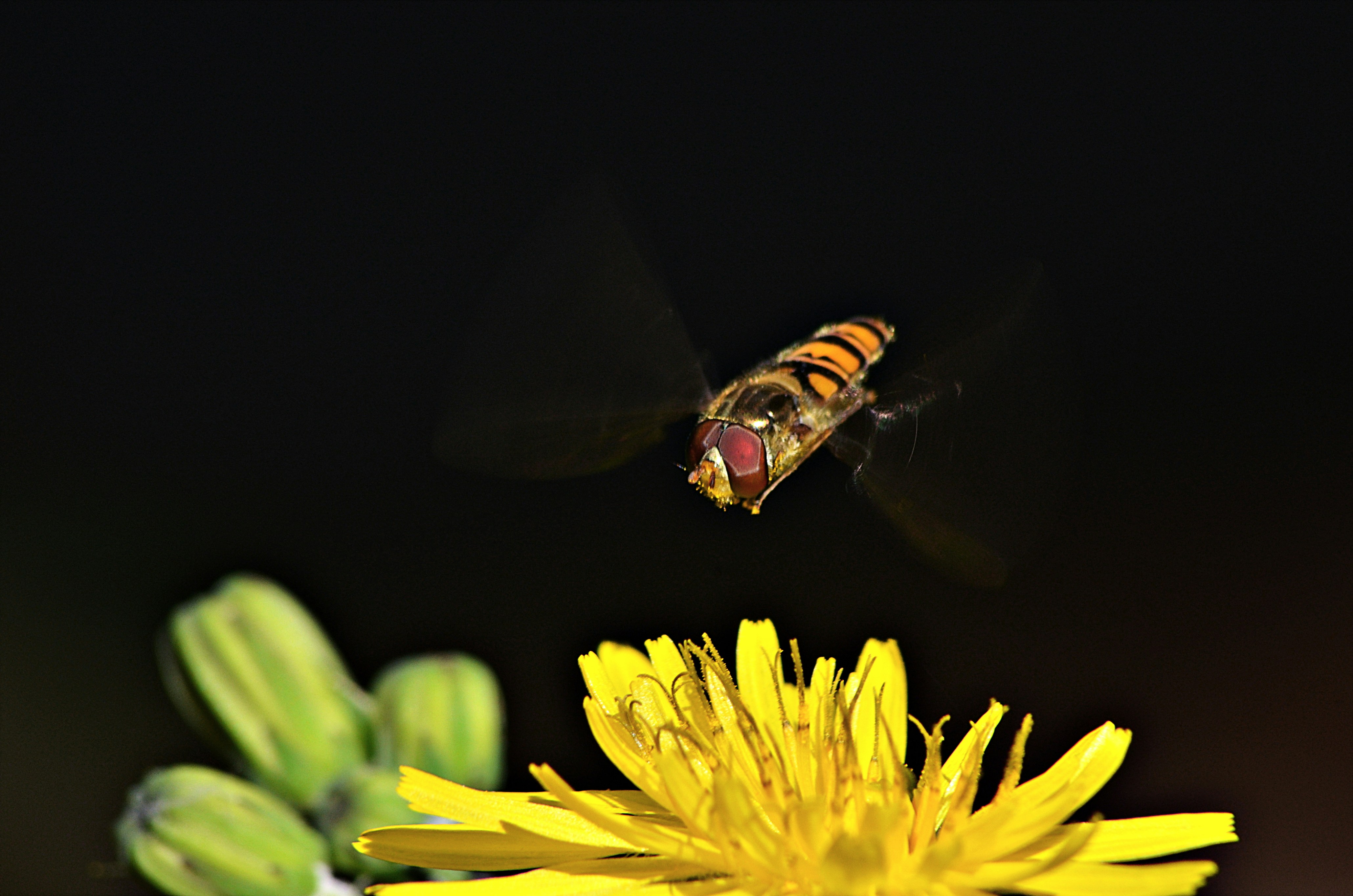 Hoverfly in Flight Over a Dandelion Bloom Under Velvet Darkness
