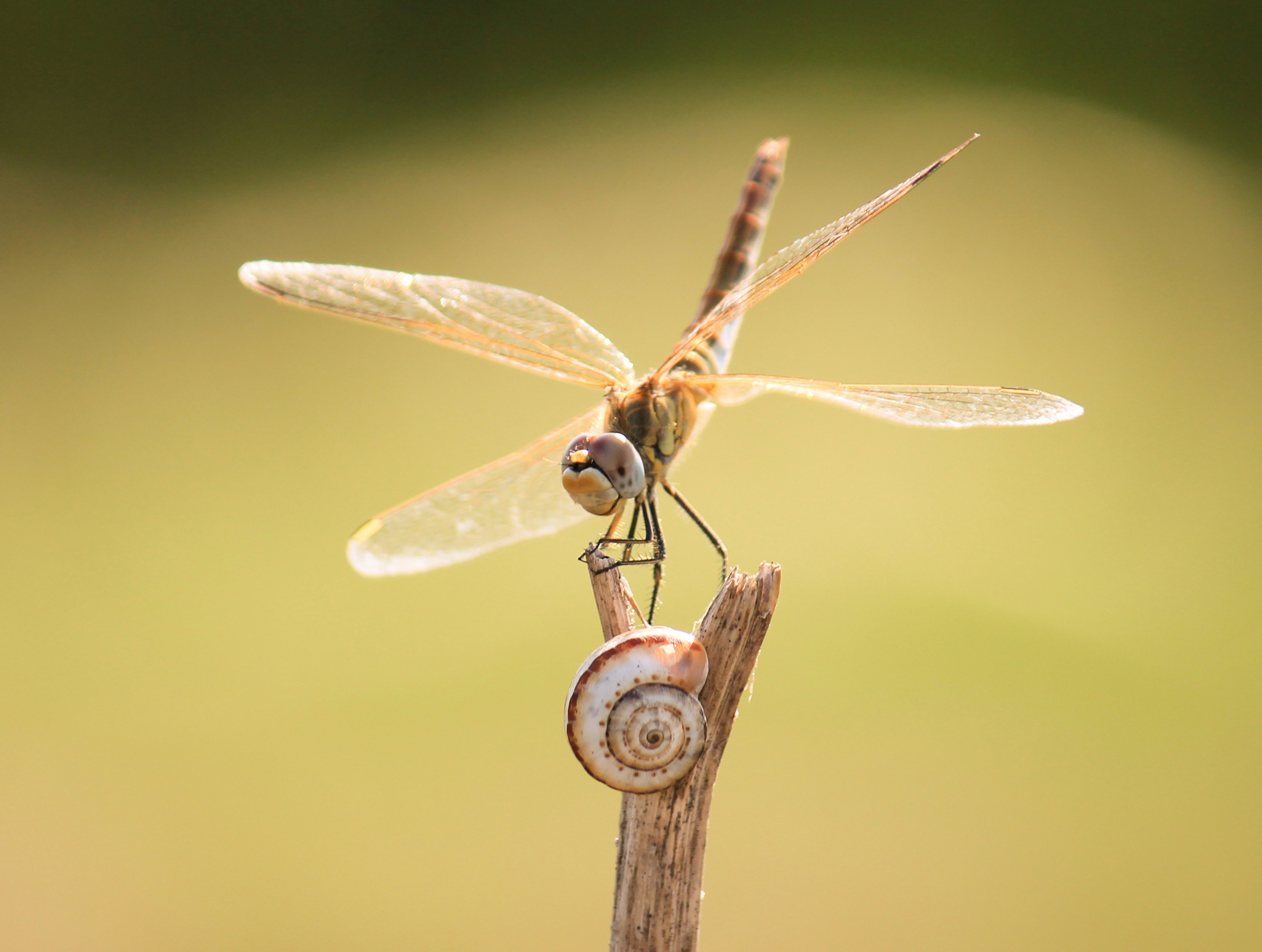 Dragonfly Sentinel on a Weathered Stalk