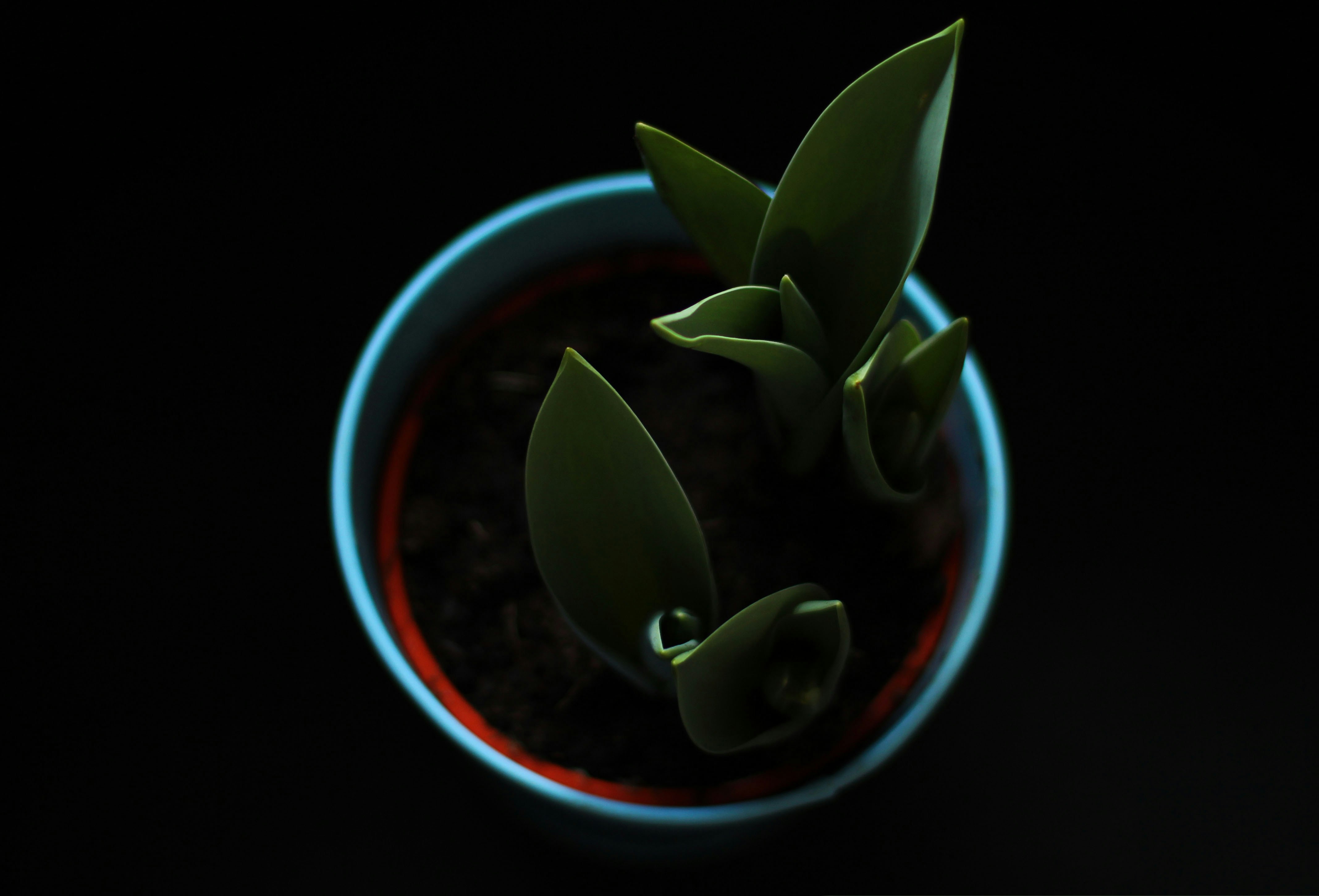 Top-Down Portrait of a Tiny Succulent in a Turquoise Pot