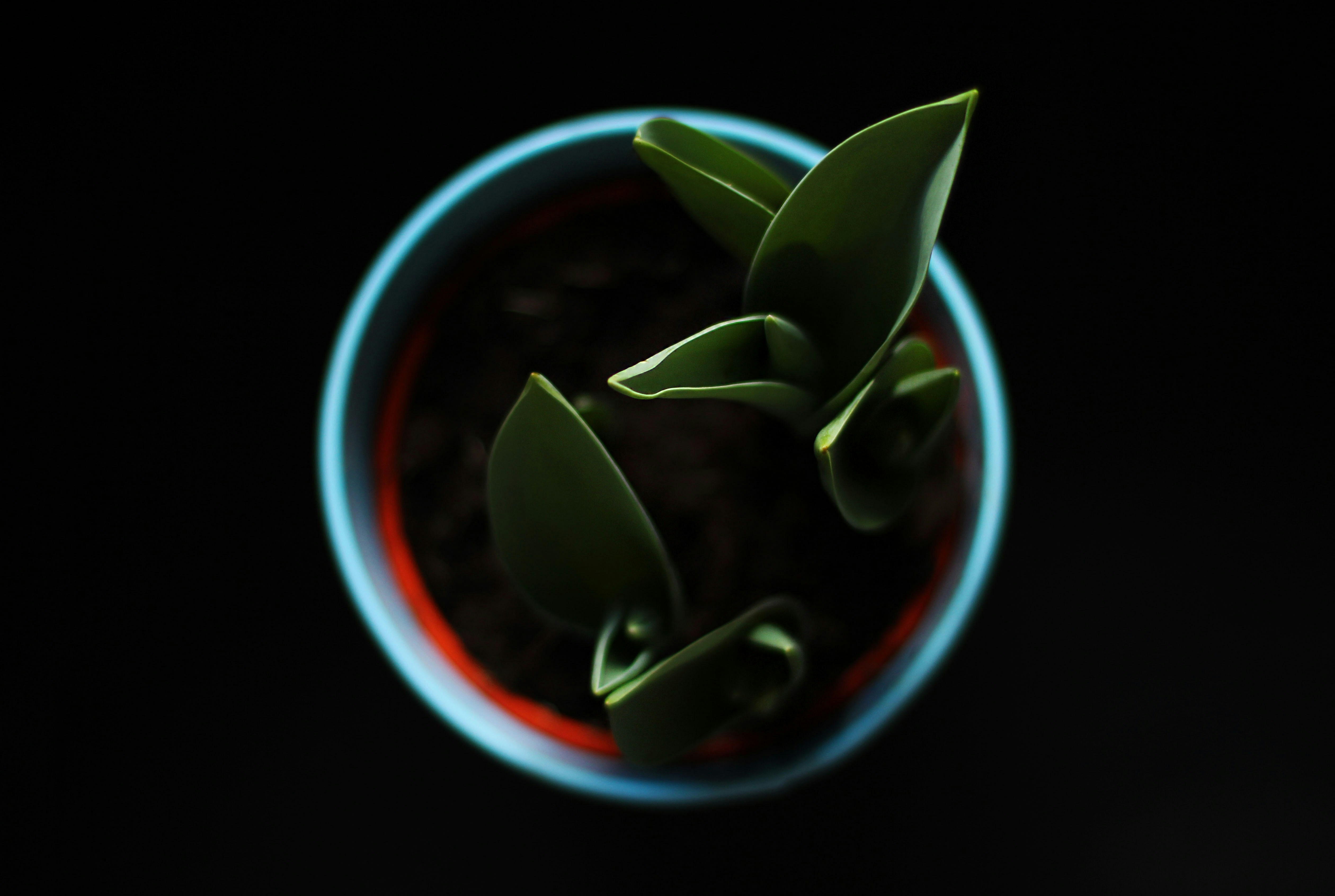 Cyan Halo Over a Quiet Sprout: A Top-Down Plant Portrait