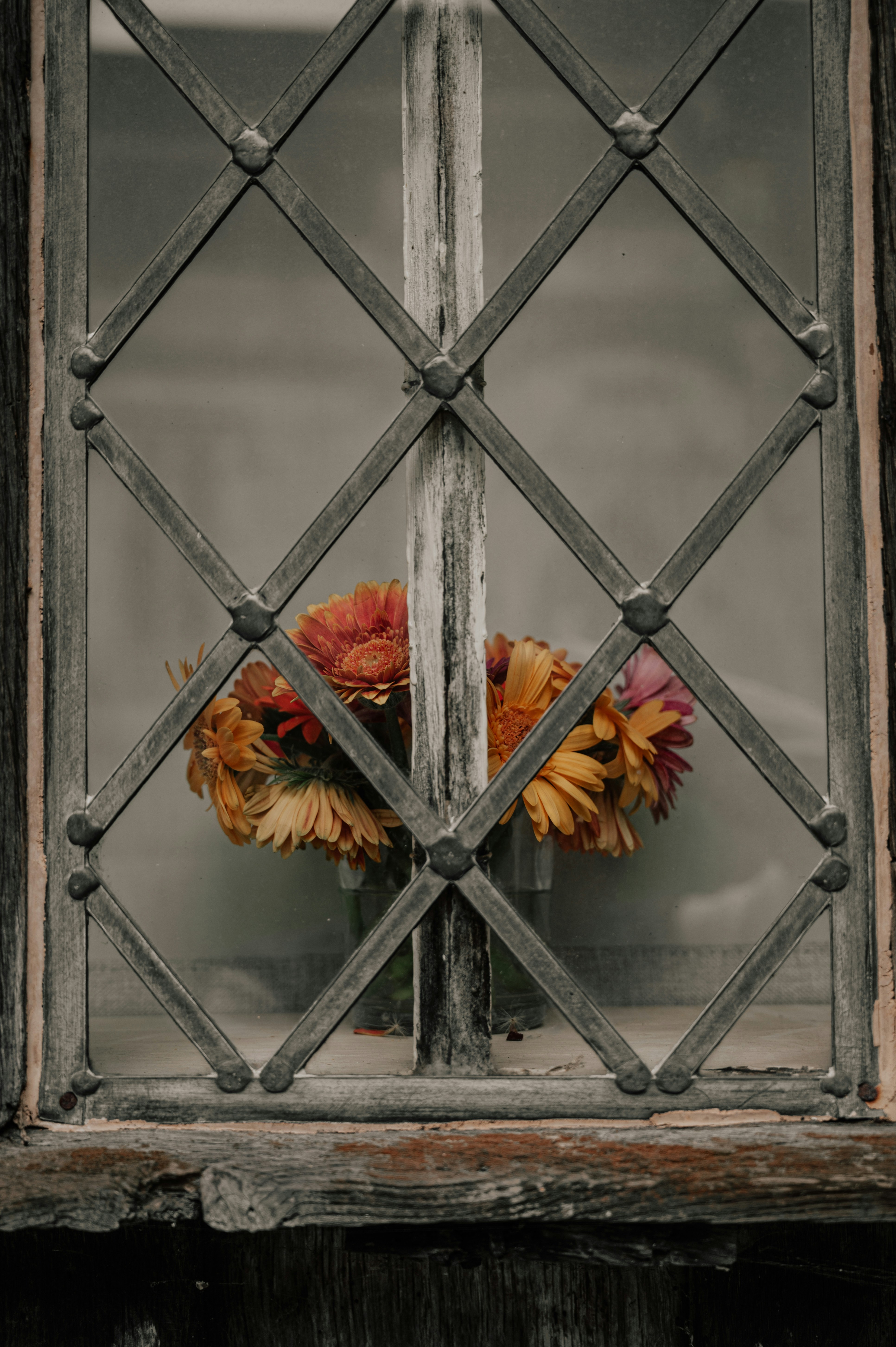 Petals in a Gridded Window: A Quiet Bouquet Behind Iron Lattice
