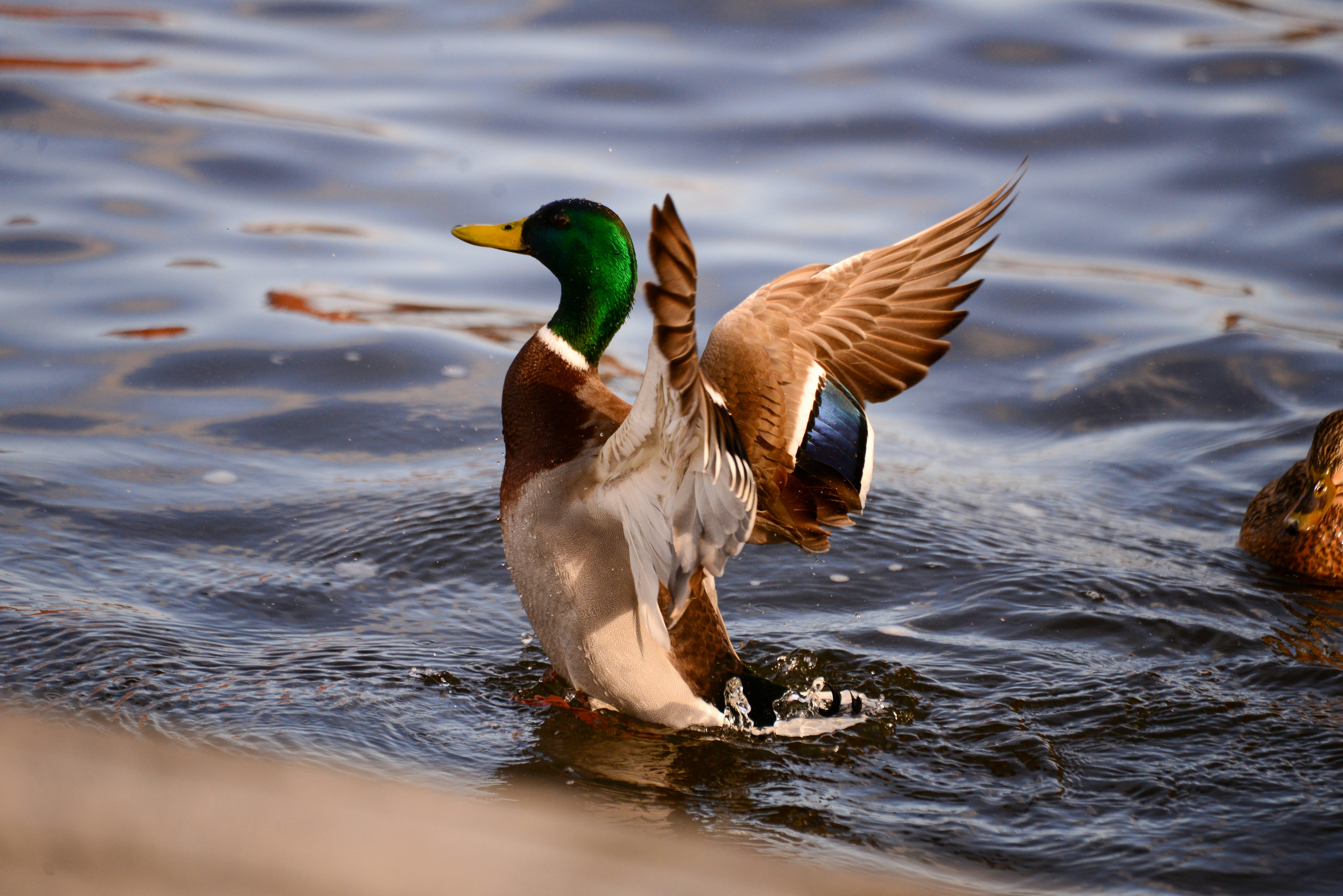 Best 500+ Mallard Duck Pictures | Download Free Images on Unsplash