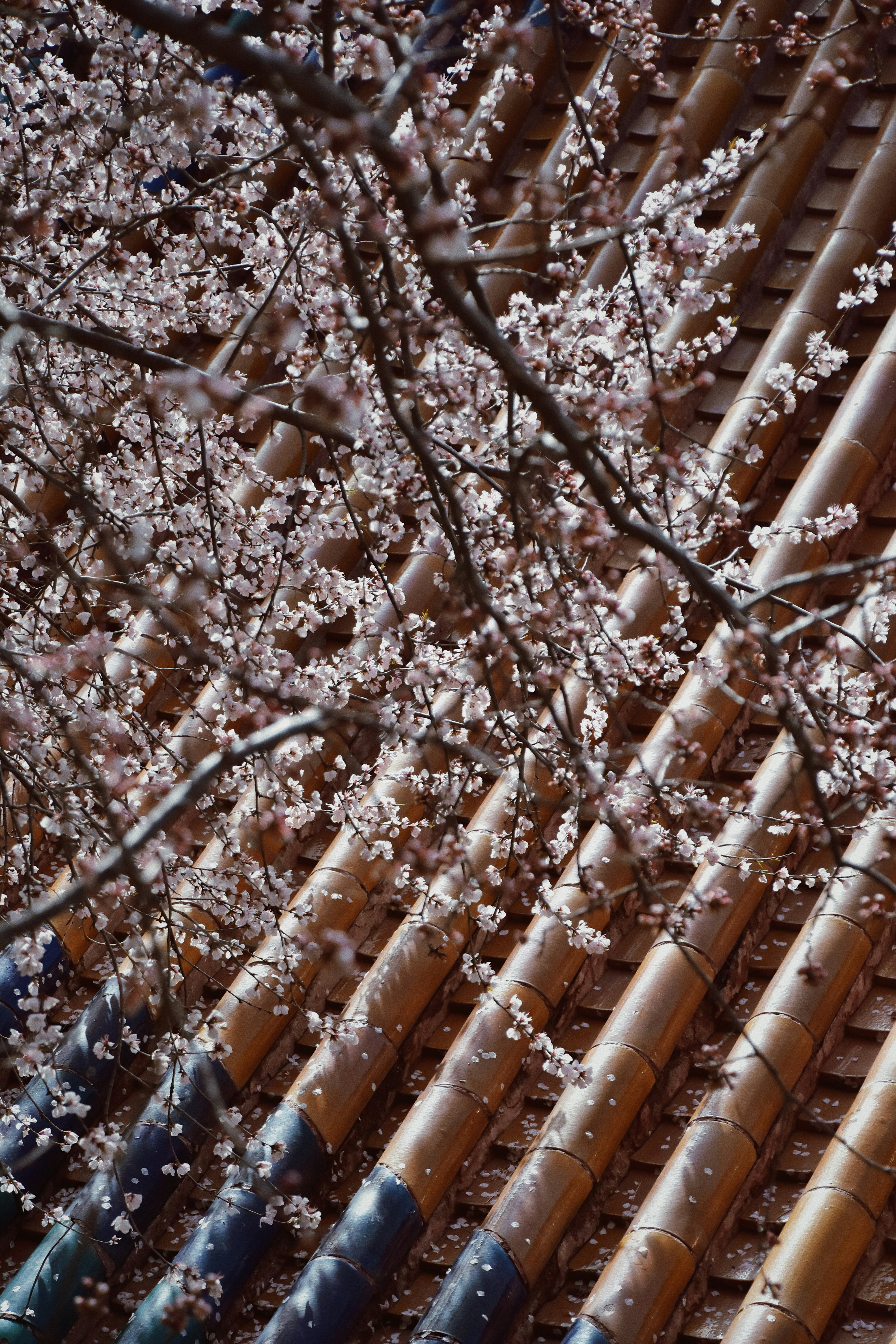 Sakura Threads Across Temple Tiles