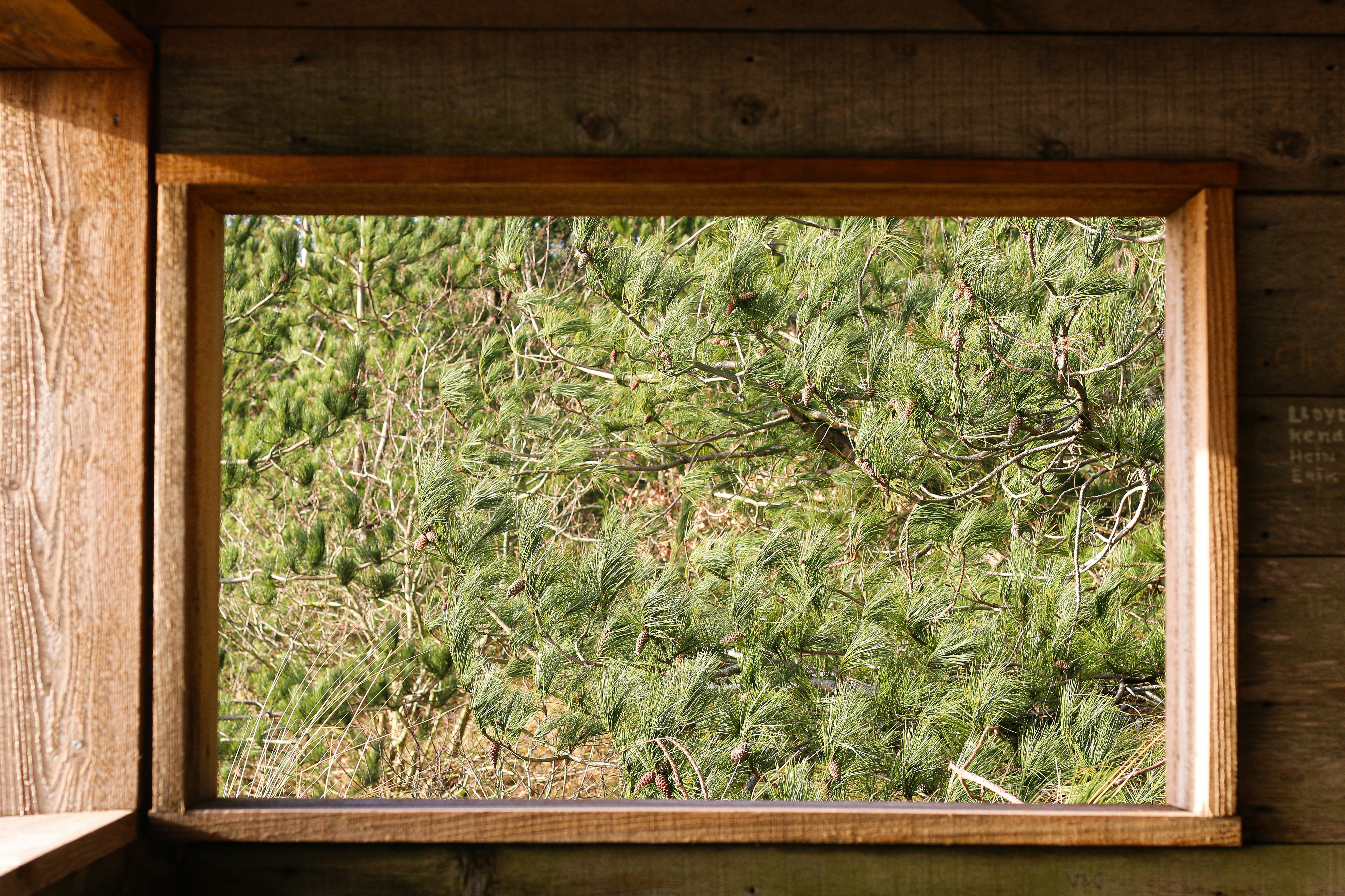 Sunlit Pineframe View Through Rustic Window
