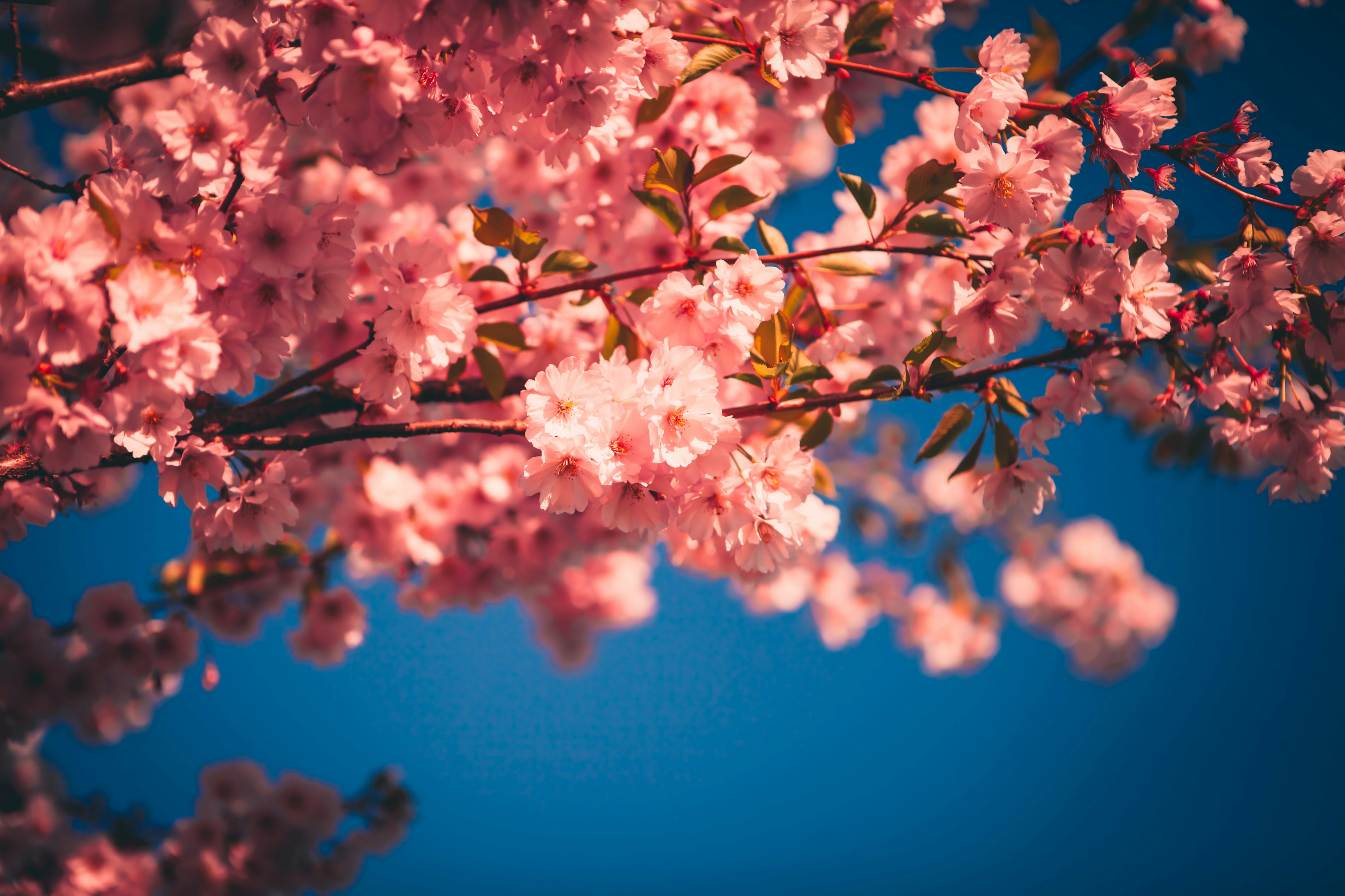 Delicate cherry blossoms cascade against a vibrant blue sky, embodying the essence of spring's renewal.