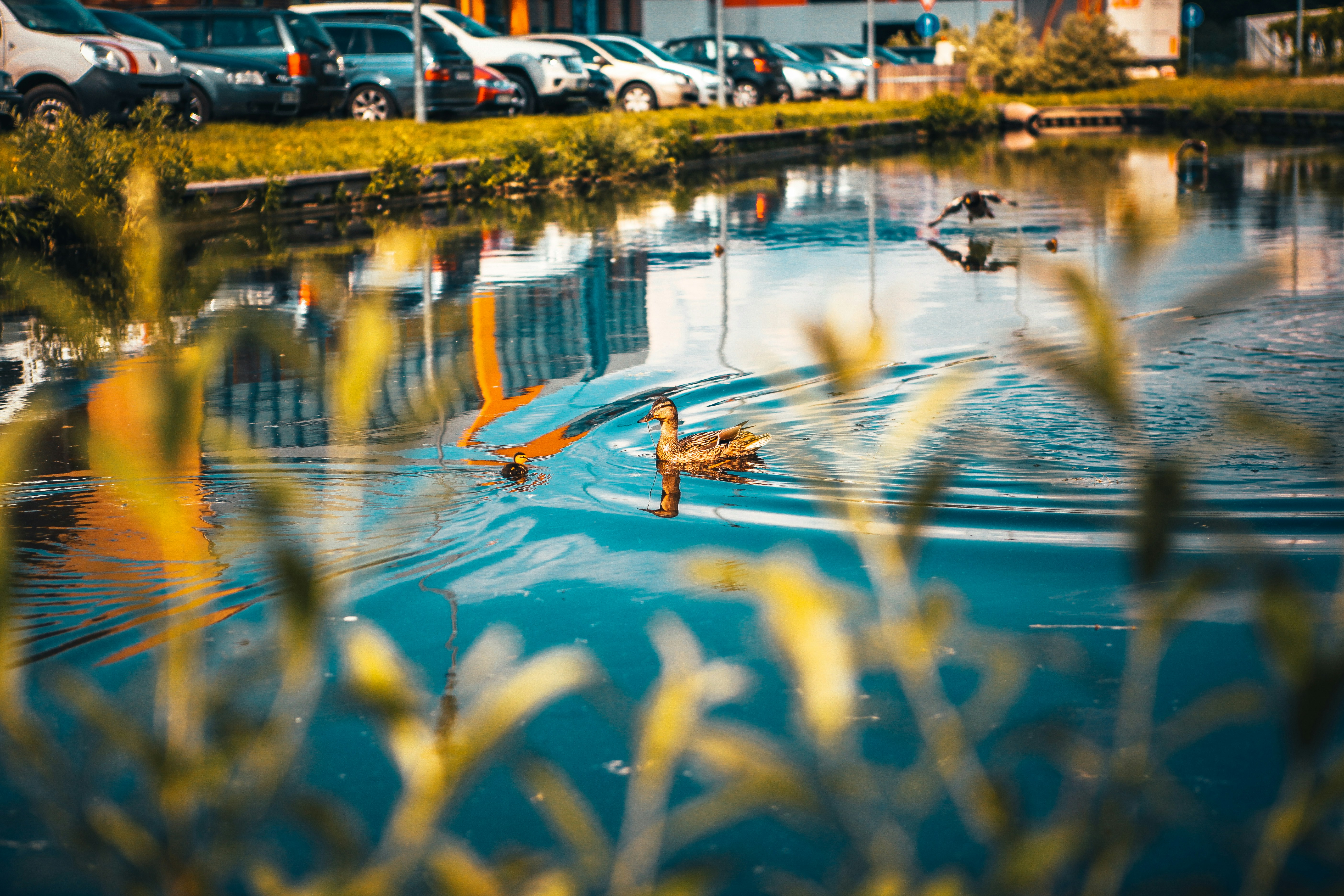 duck at the small lake Latvia landscape