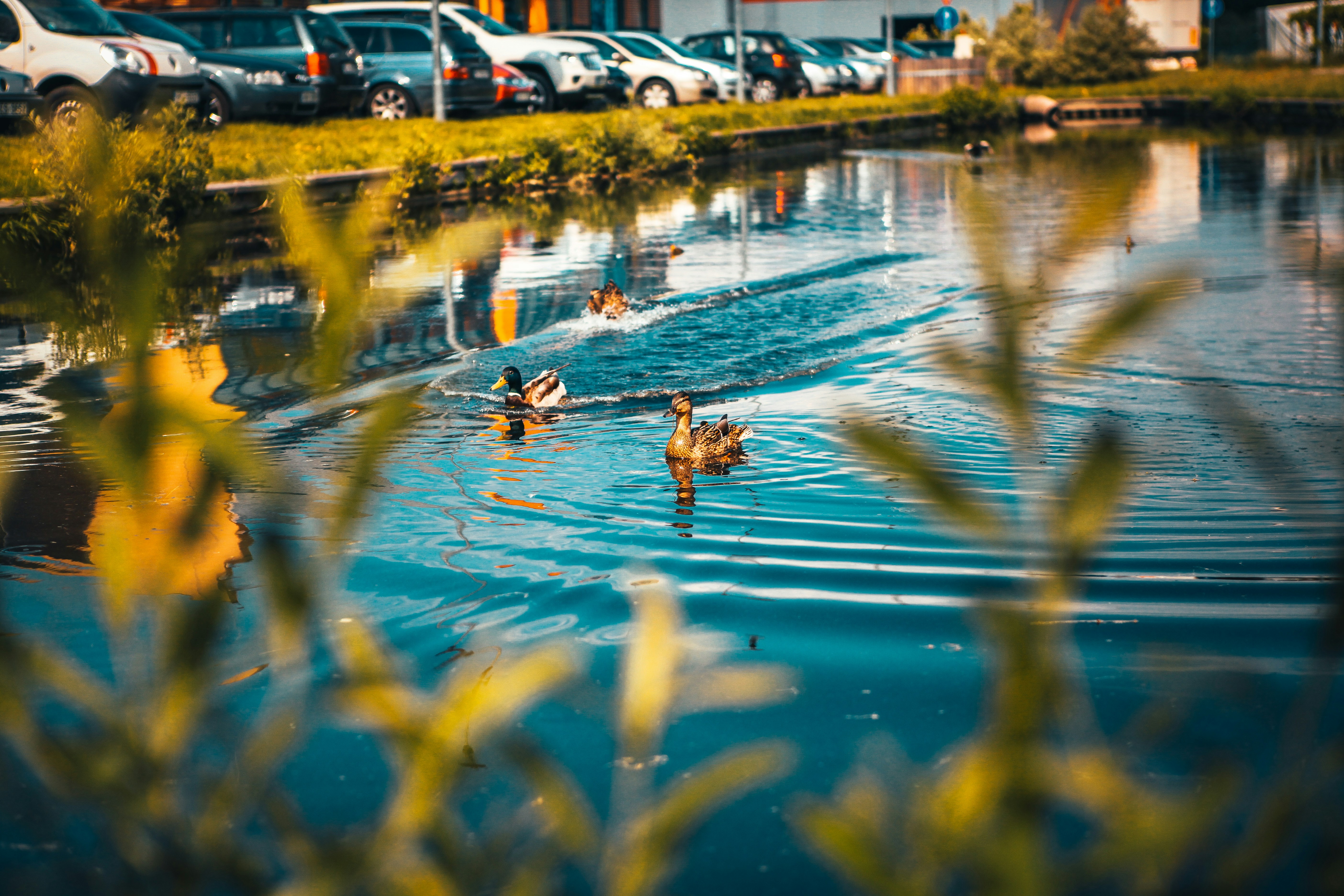 Park-Edge Reflections: Ducks Crossing the Quiet City Pond