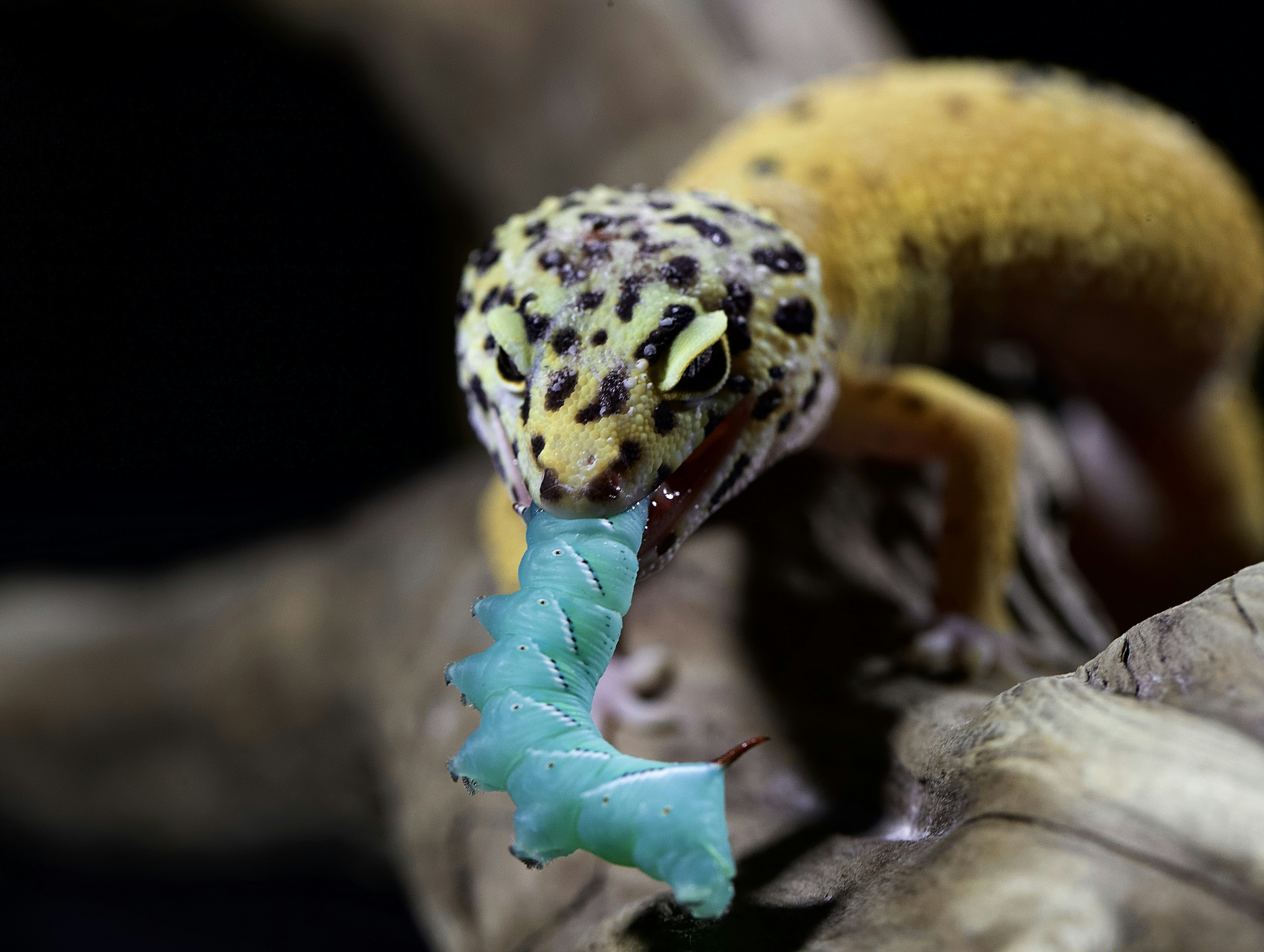A leopard gecko gripping a vibrant caterpillar with its jaws, poised on a textured branch. The scene highlights the gecko's vivid colors and hunting prowess.