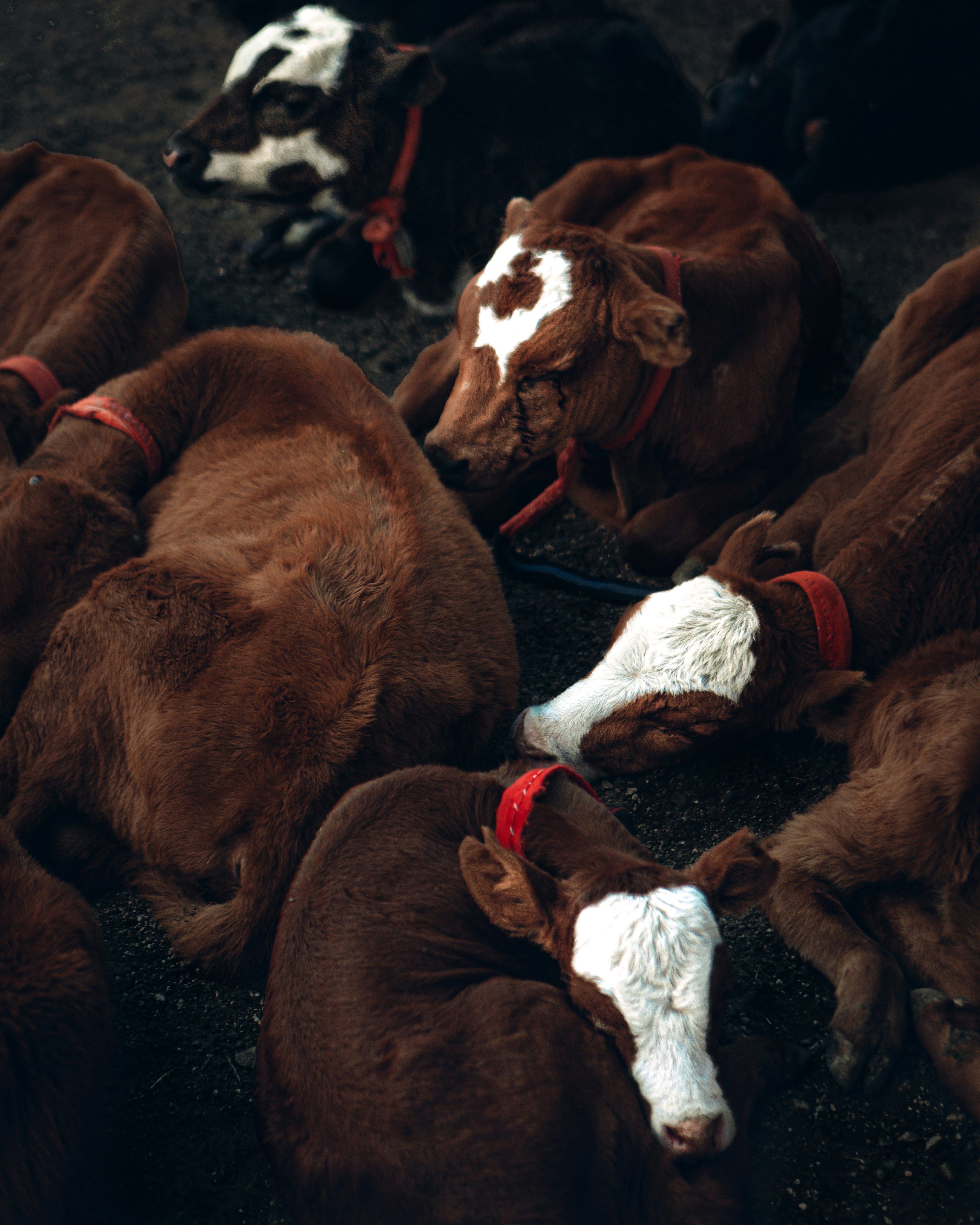 brown and white goats on black textile