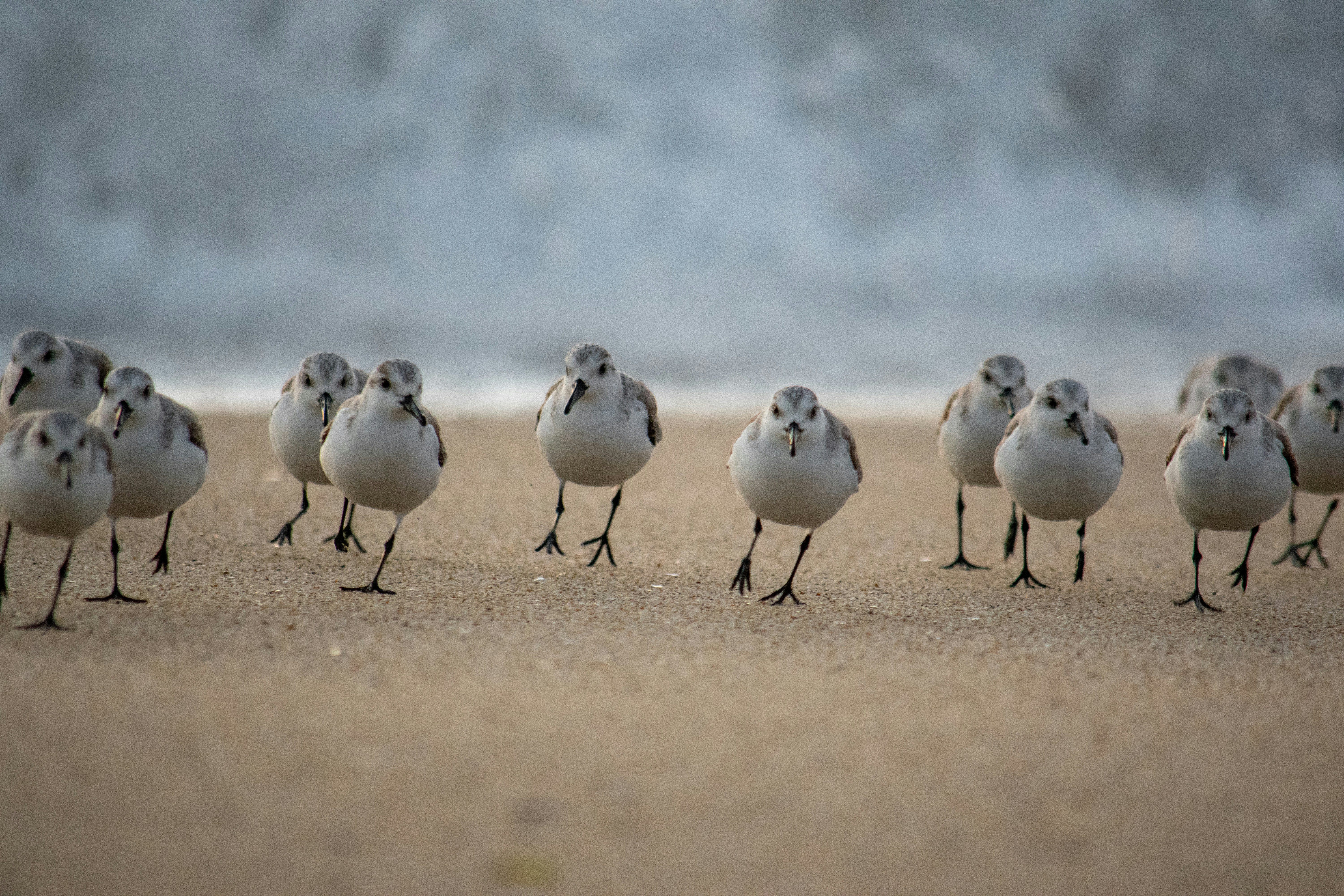 Low Tide Parade: Sandpipers Crossing a Calm Beach