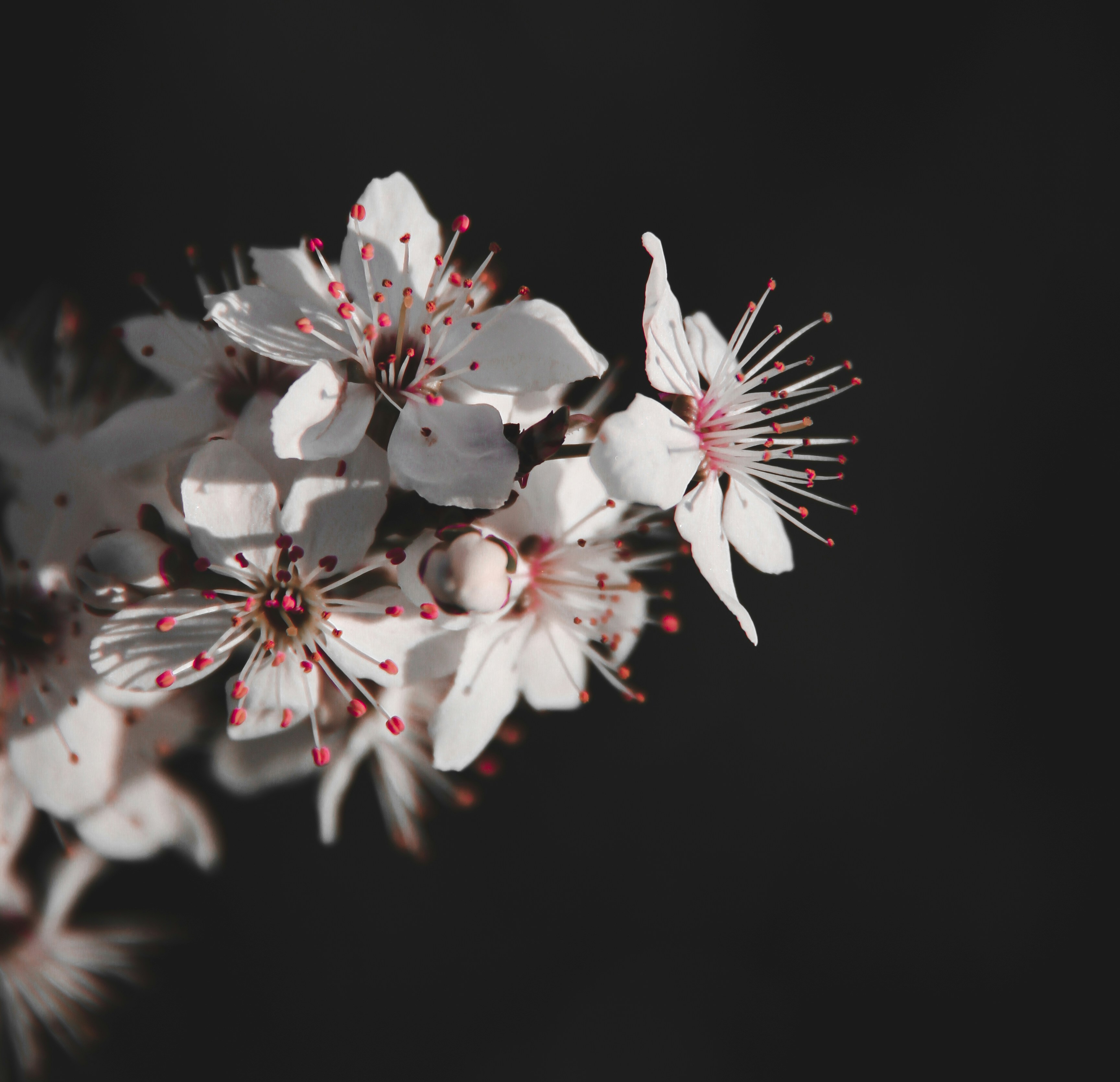 Whispering white blossoms on a velvet dark backdrop