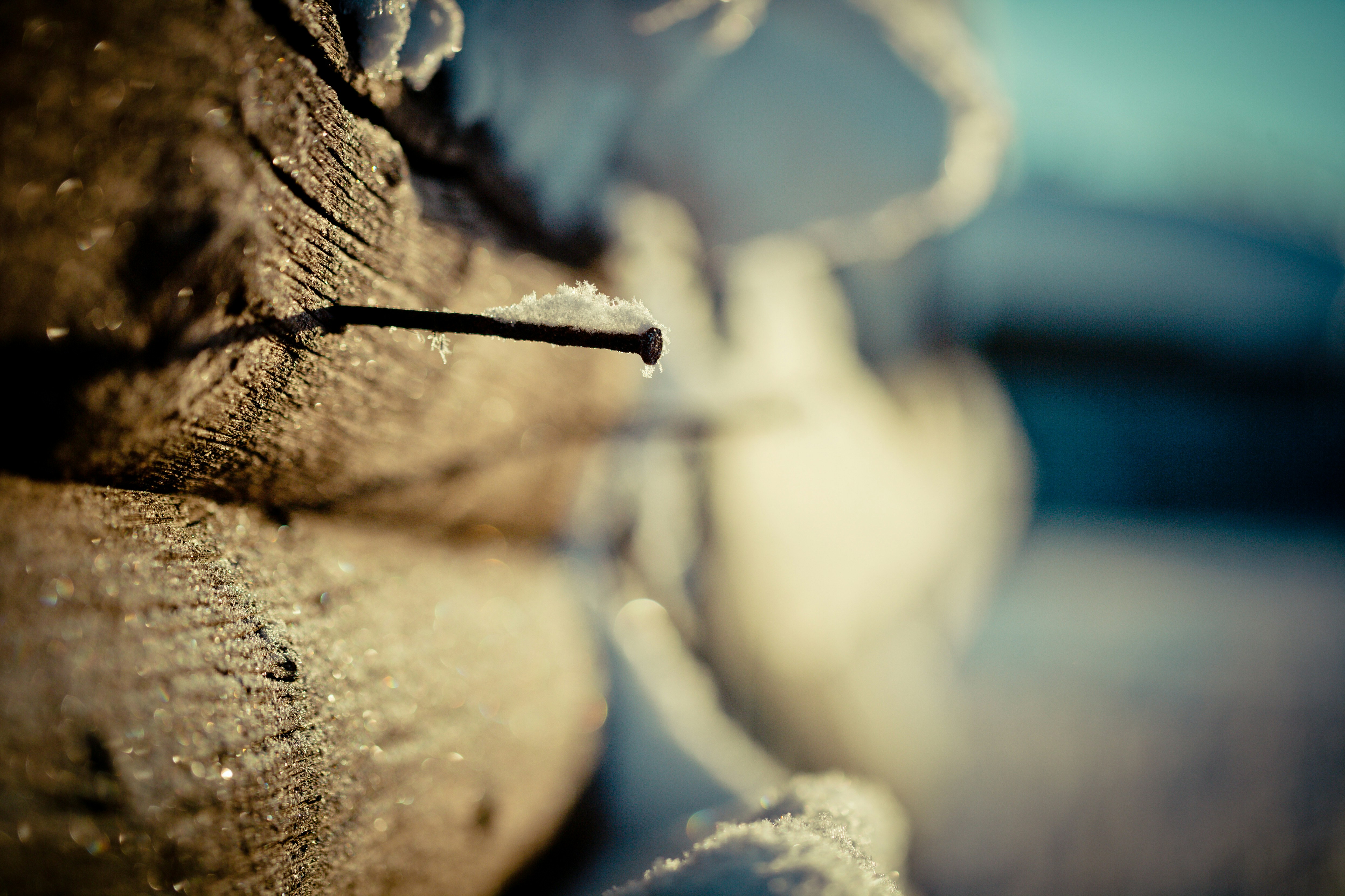 Snow covered branch against defocused background. Selective focus and shallow depth of field.