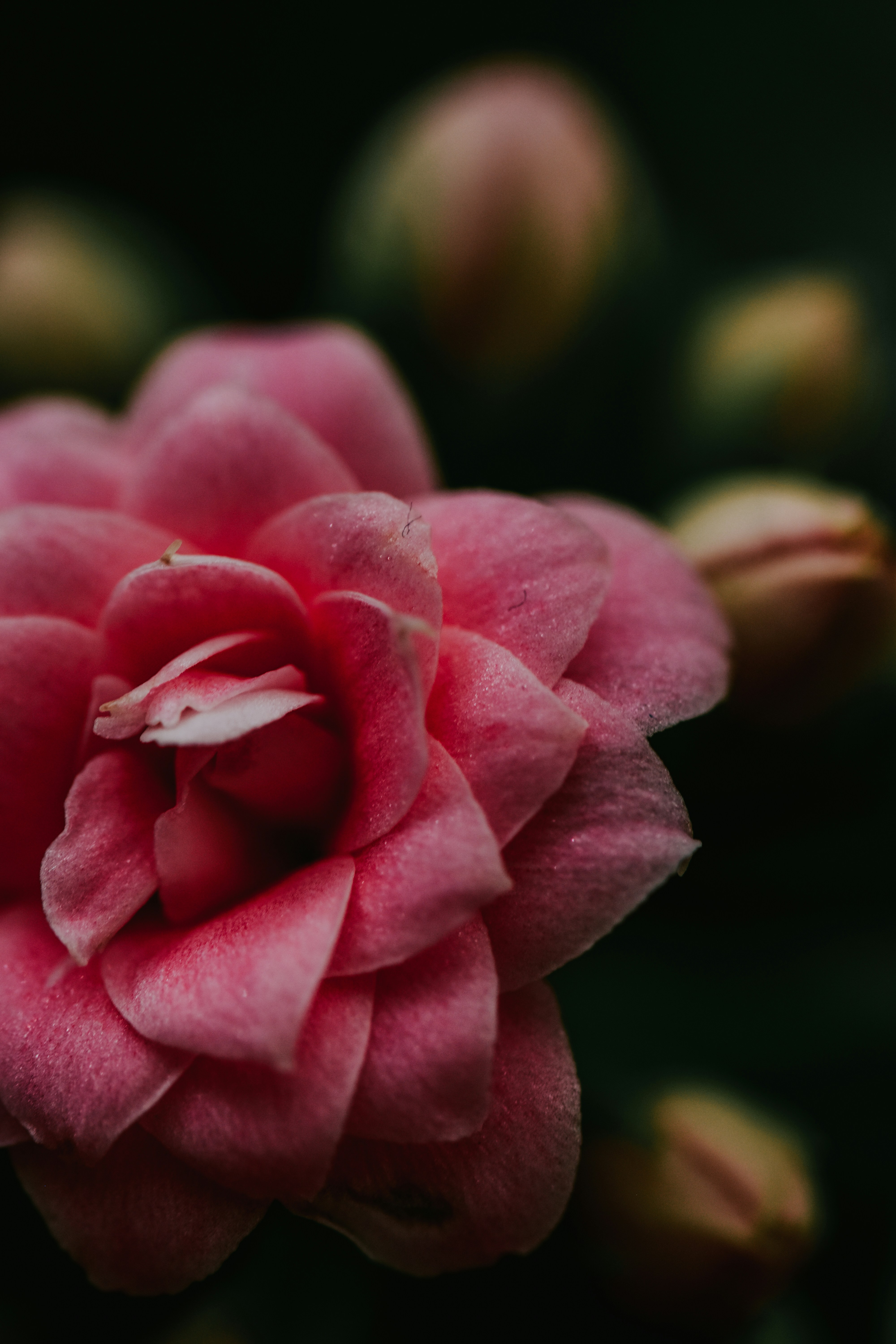 Delicate pink flower with intricate petals surrounded by soft green buds against a dark background.
