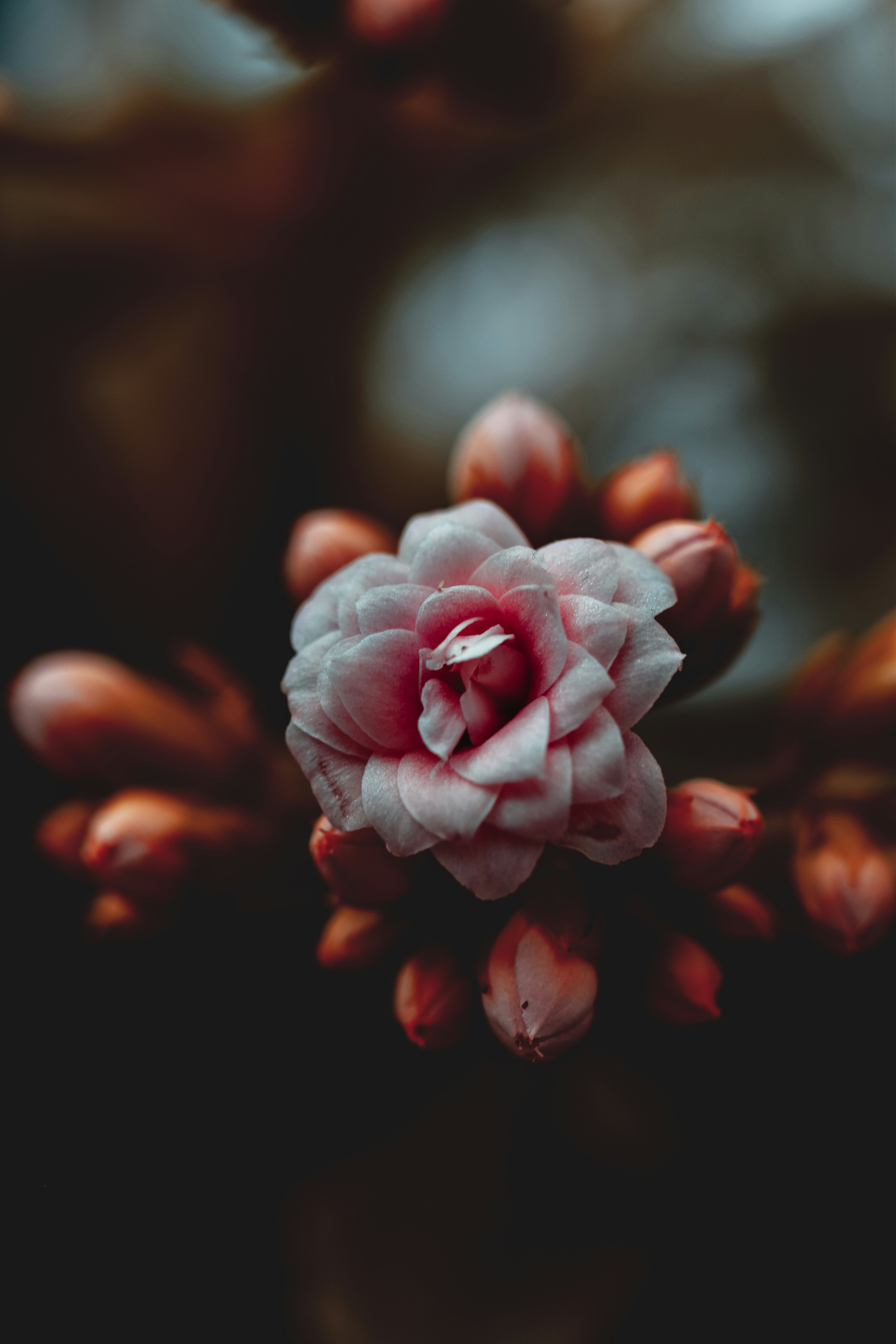 Velvet Rosette: A Pink Camellia Shaped by Shadowed Bokeh