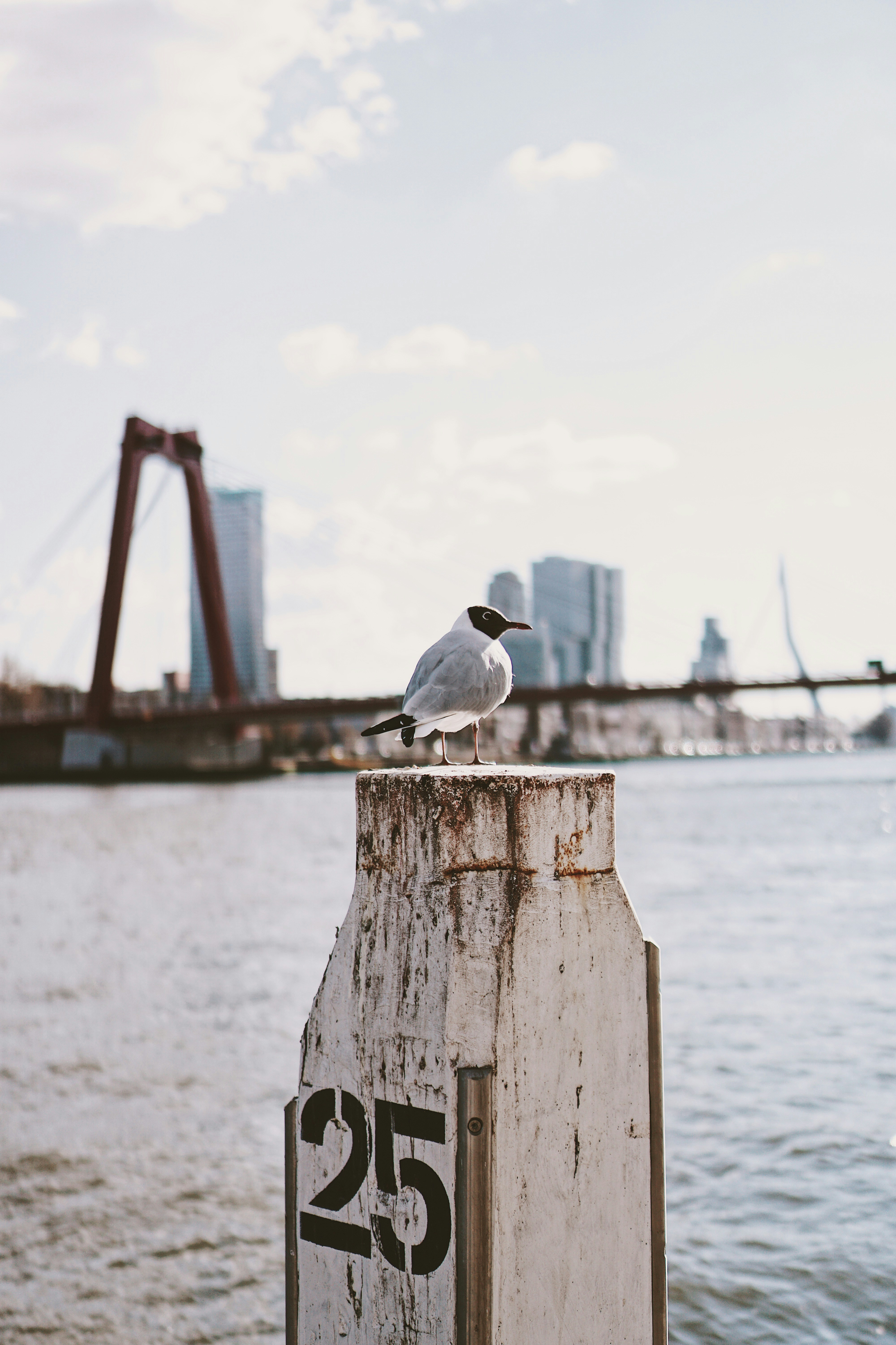Seagull Sentinel on the Pier Post with Abstract Cityscape