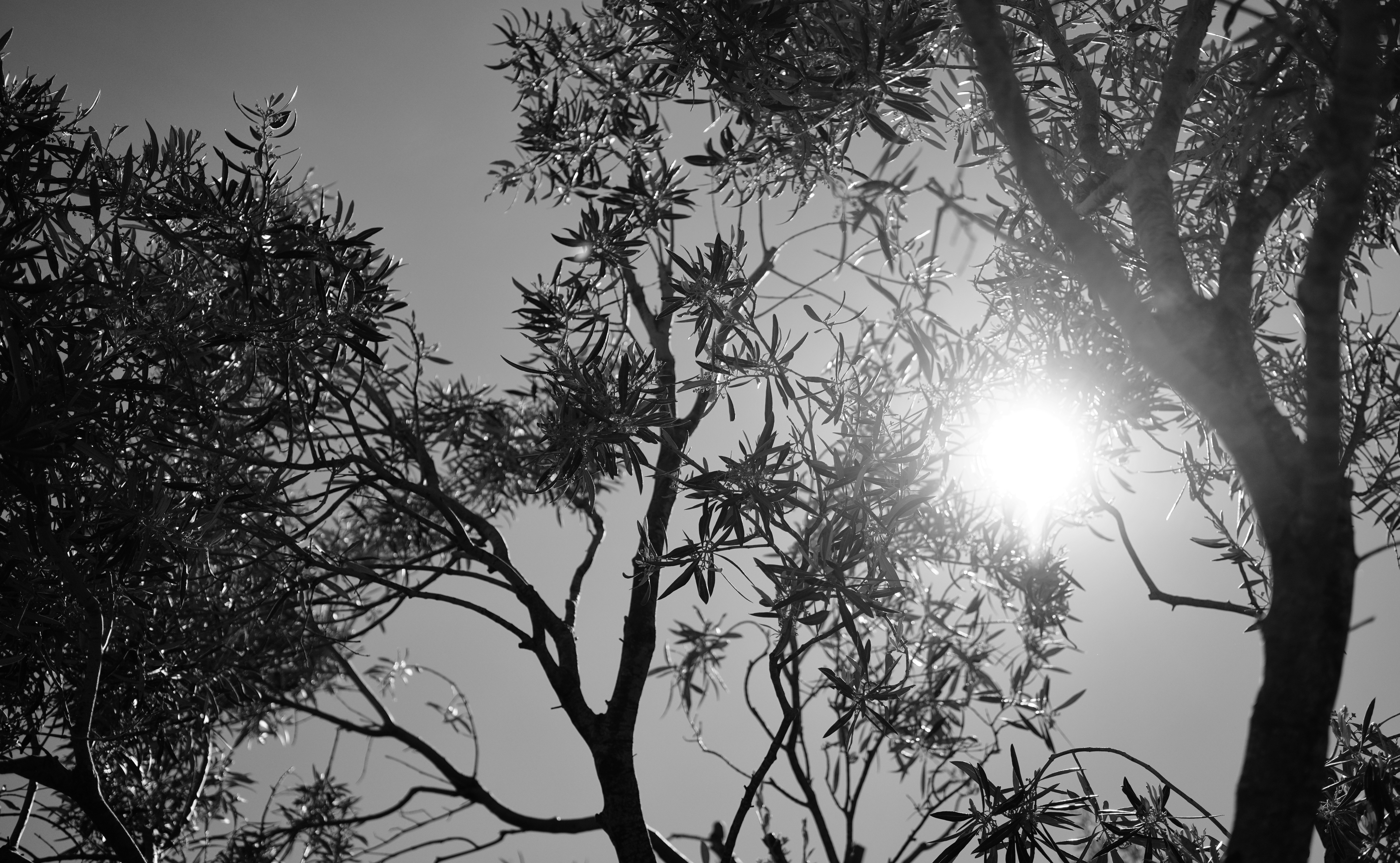 Sunburst Through Tangled Branches: A Monochrome Tree Study