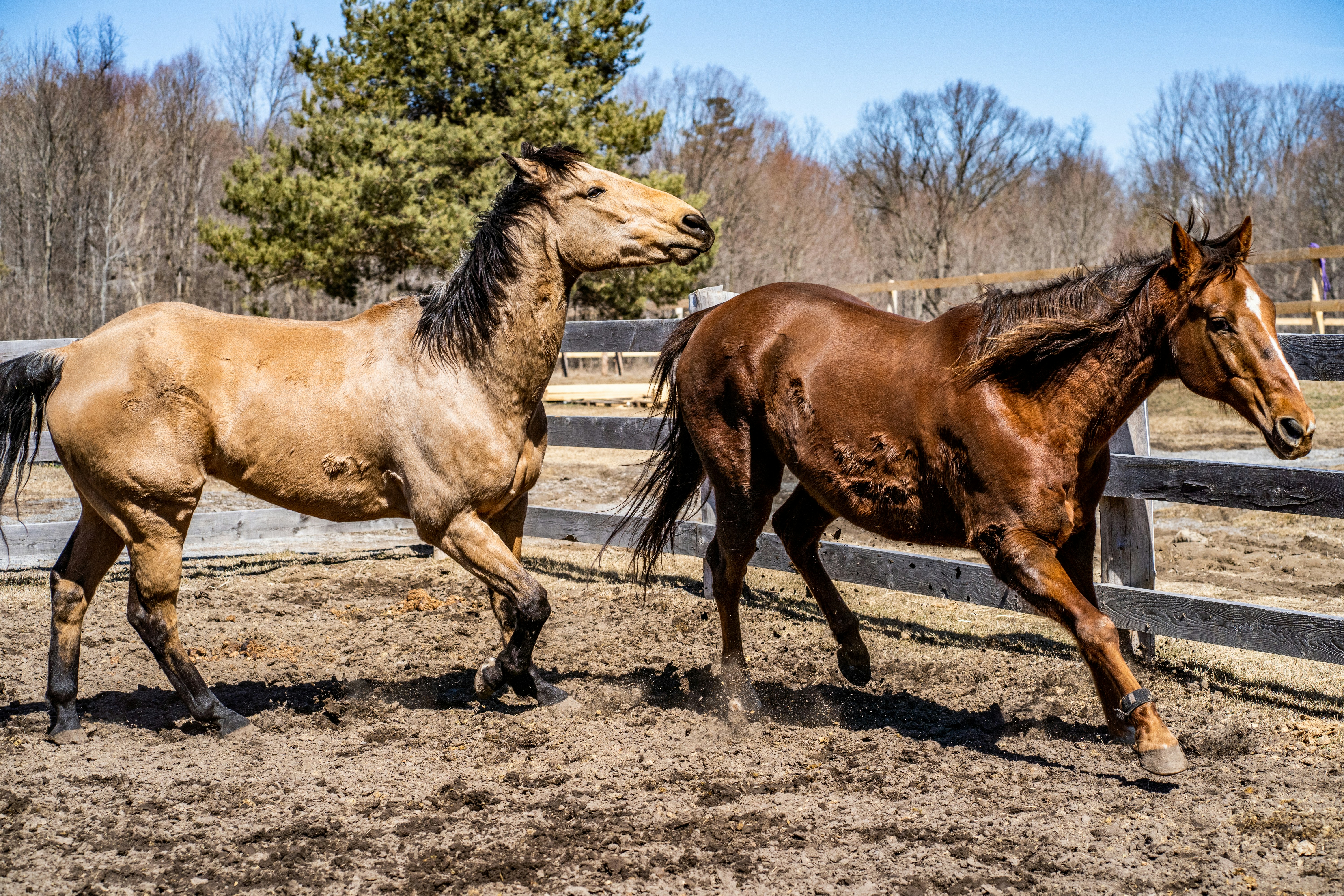 a horse chasing another