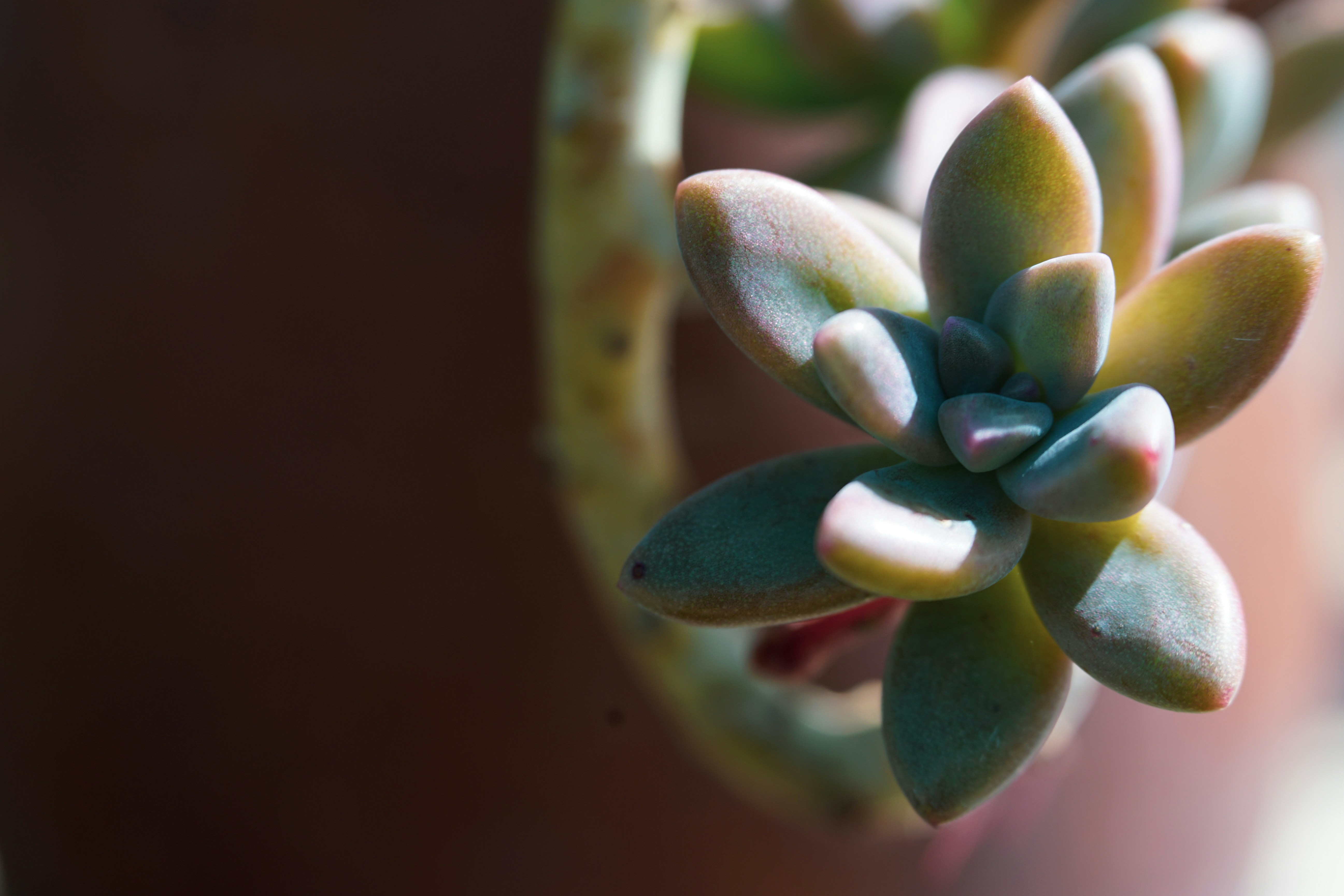 Close-up of a succulent plant with plump, vibrant leaves showcasing a blend of green and subtle pink hues.