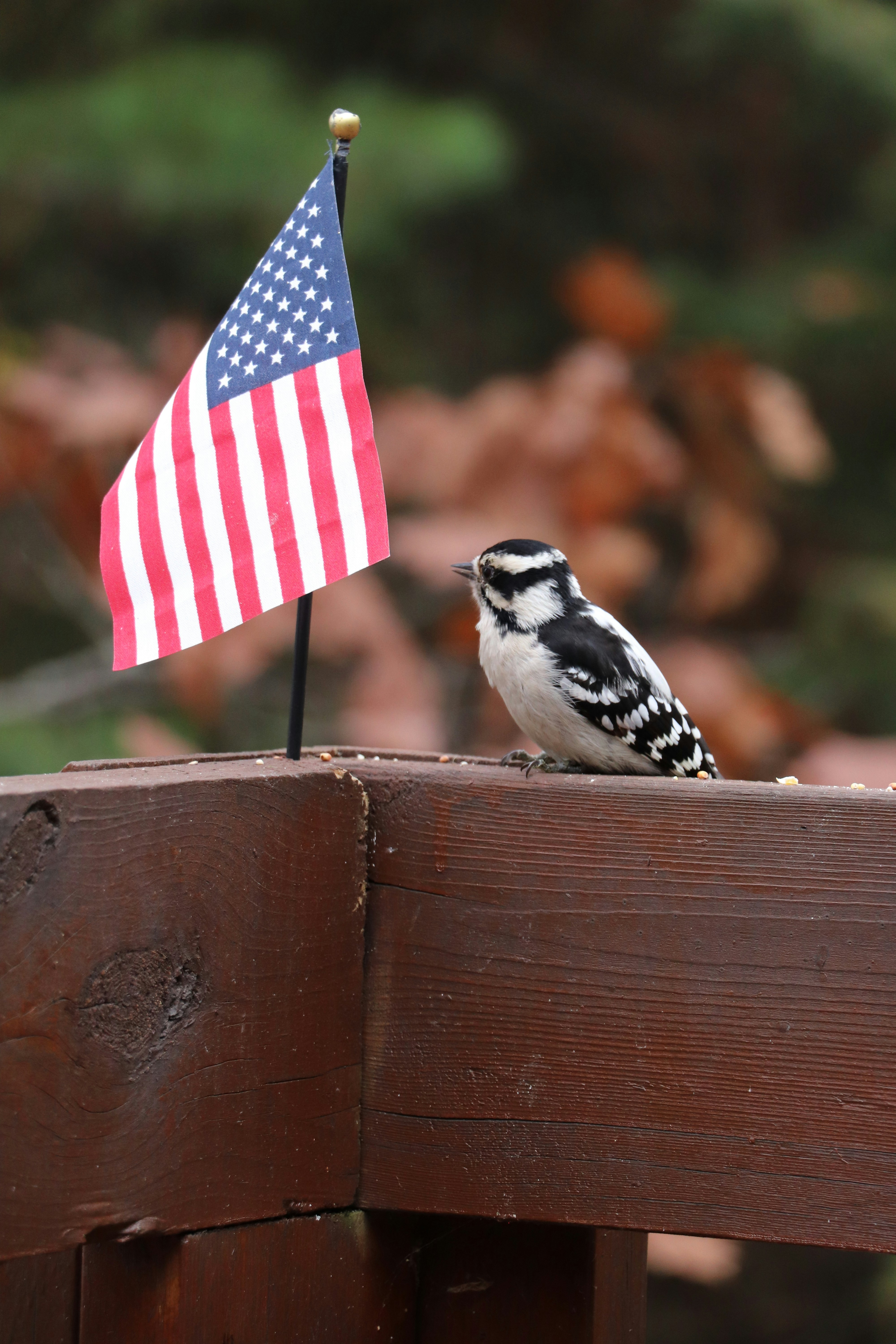 black and white bird on brown wooden fence