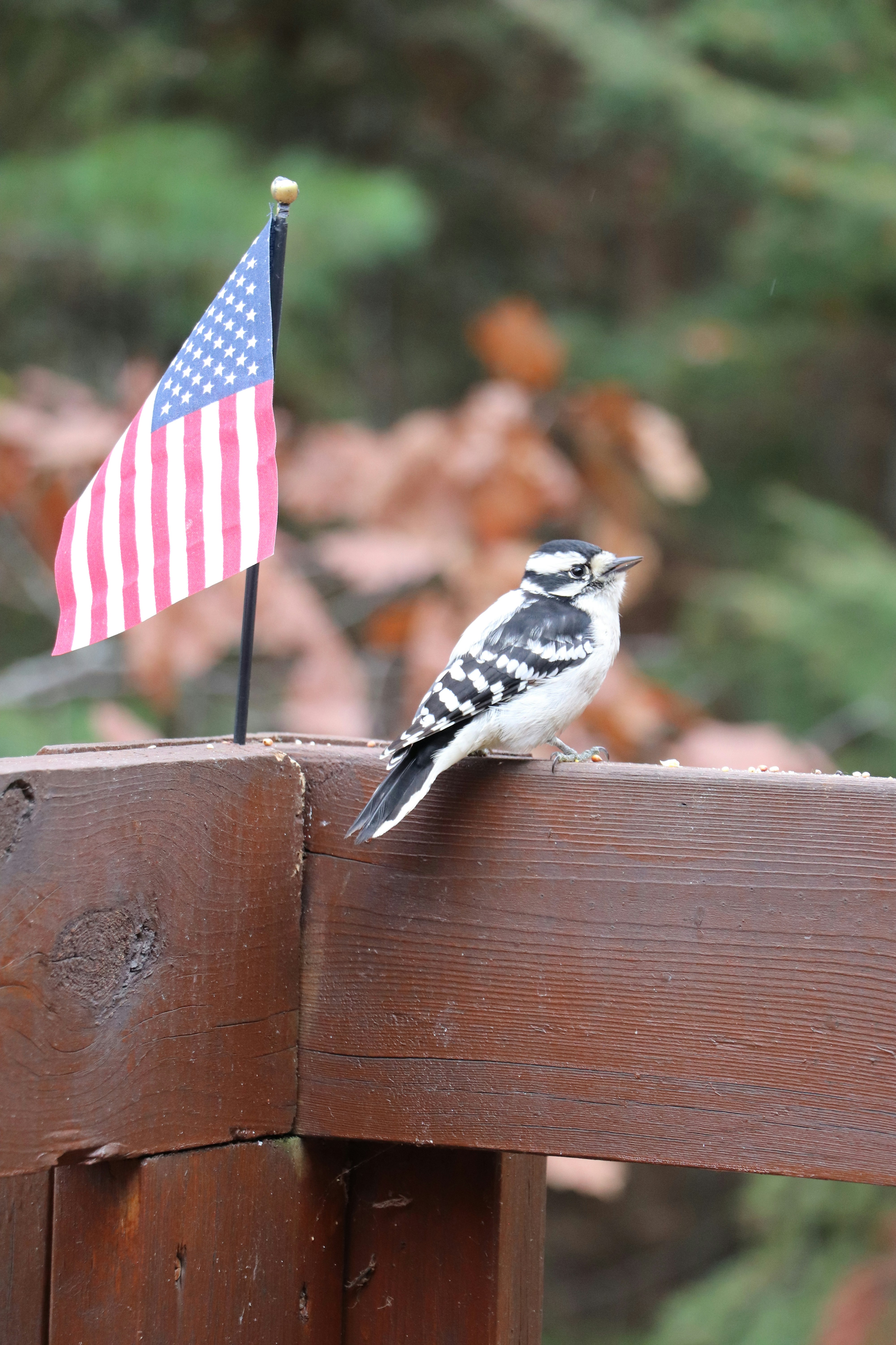 black and white bird on brown wooden fence during daytime