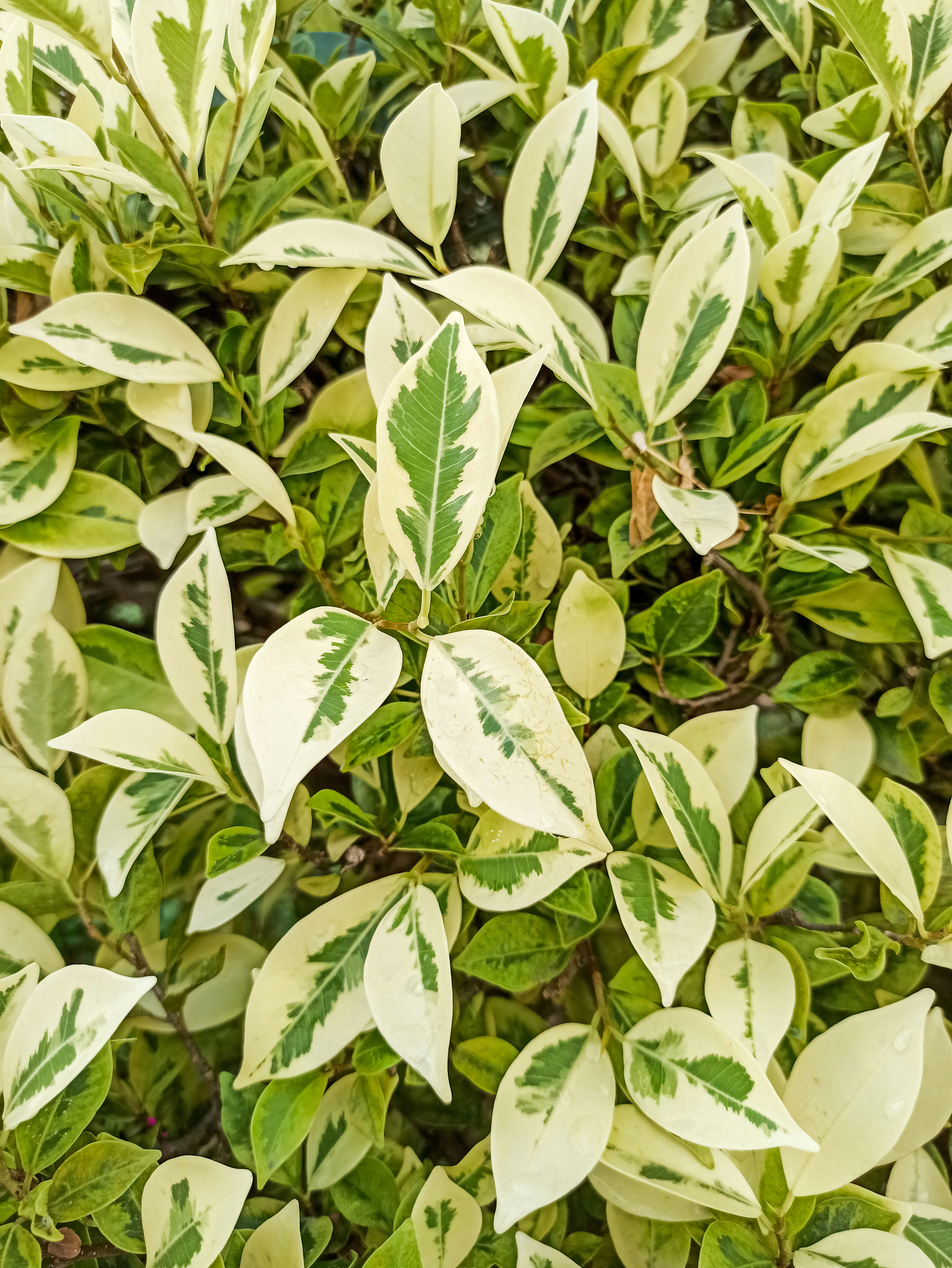 Close-up of variegated leaves with cream margins and green centers in a dense shrub. This natural photograph highlights the leaf texture and contrasting color pattern.