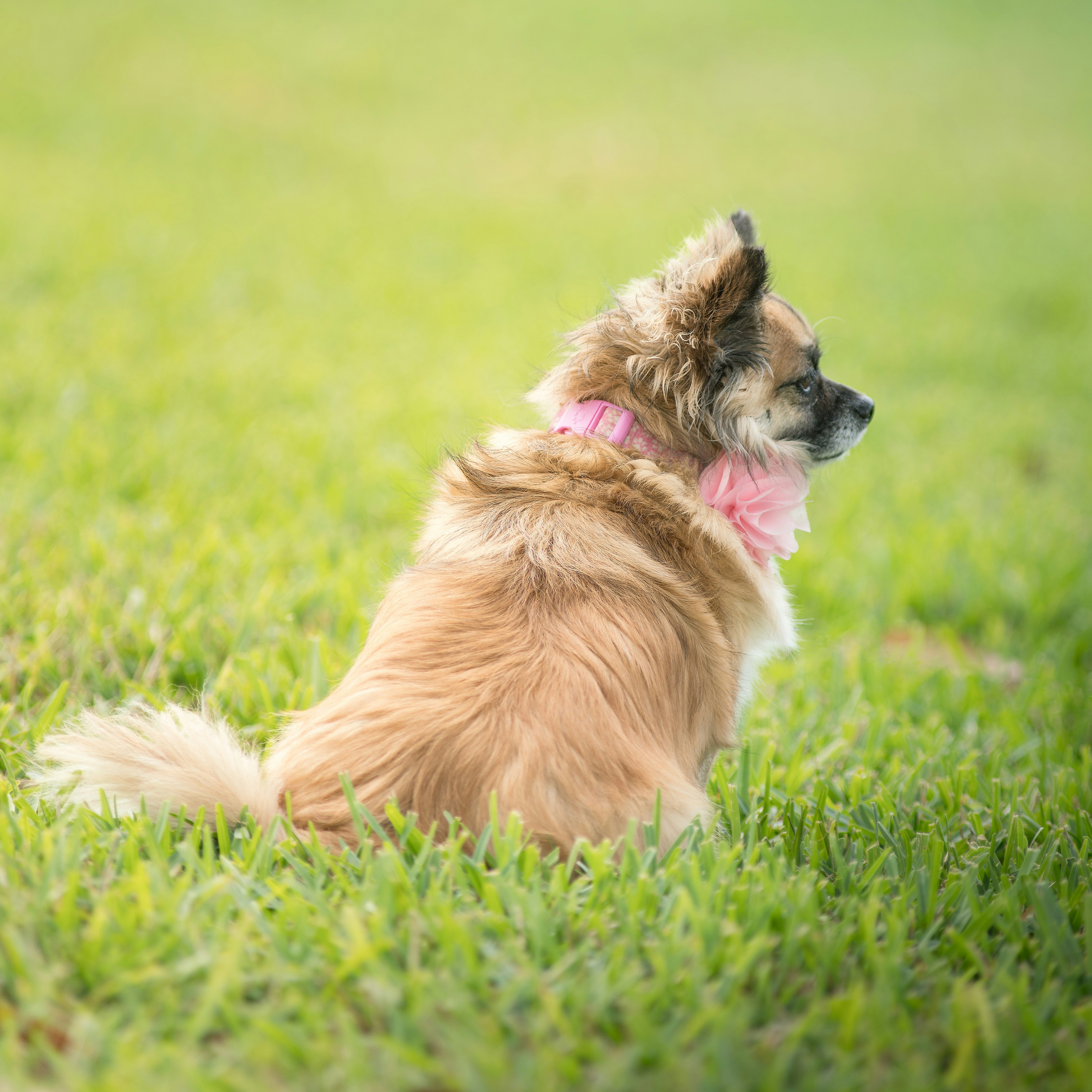 Cozy Paddock Pup: A Lively Moment in Sunlit Grass