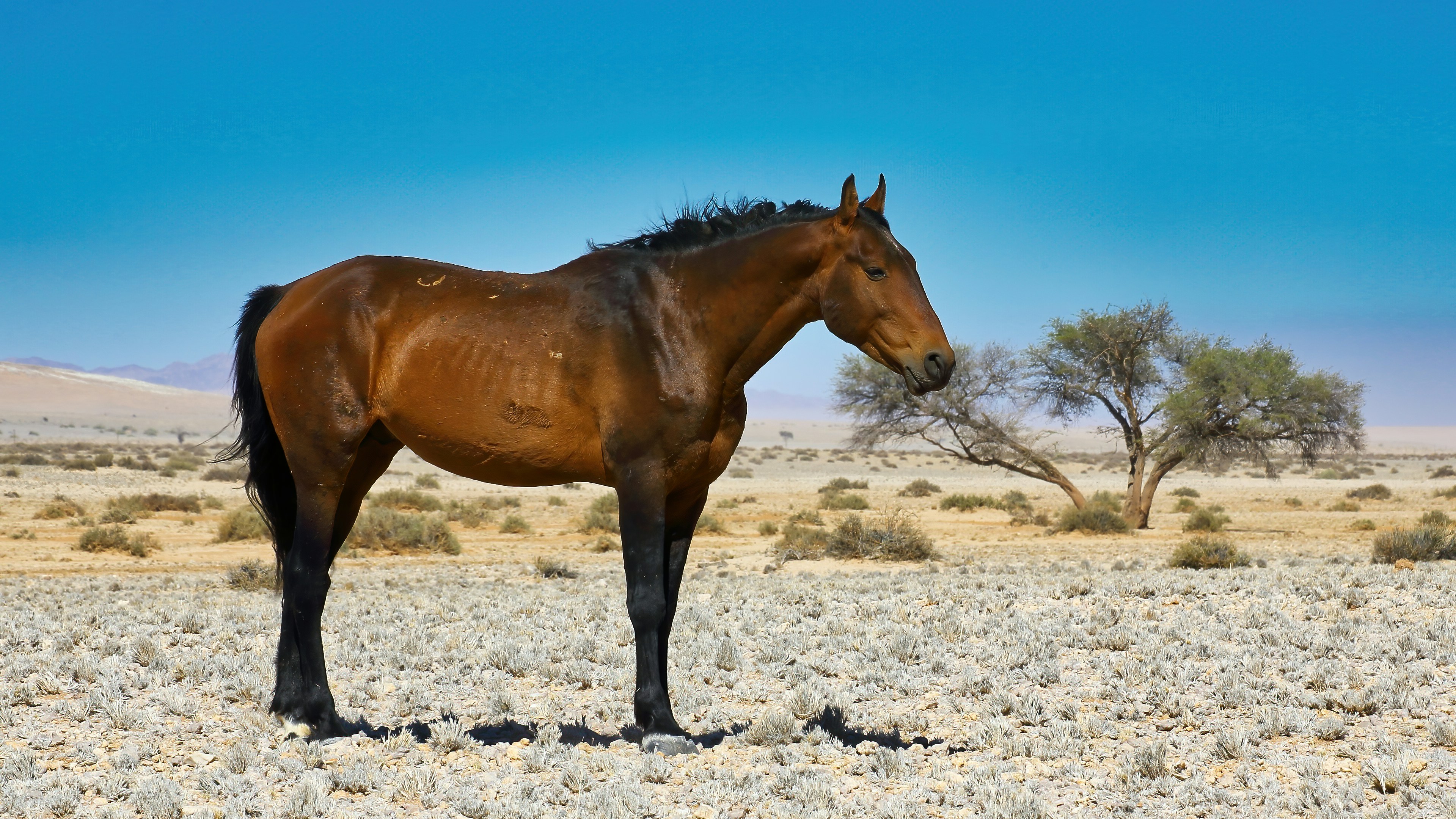 Brown horse standing on rocky desert terrain under clear blue sky.