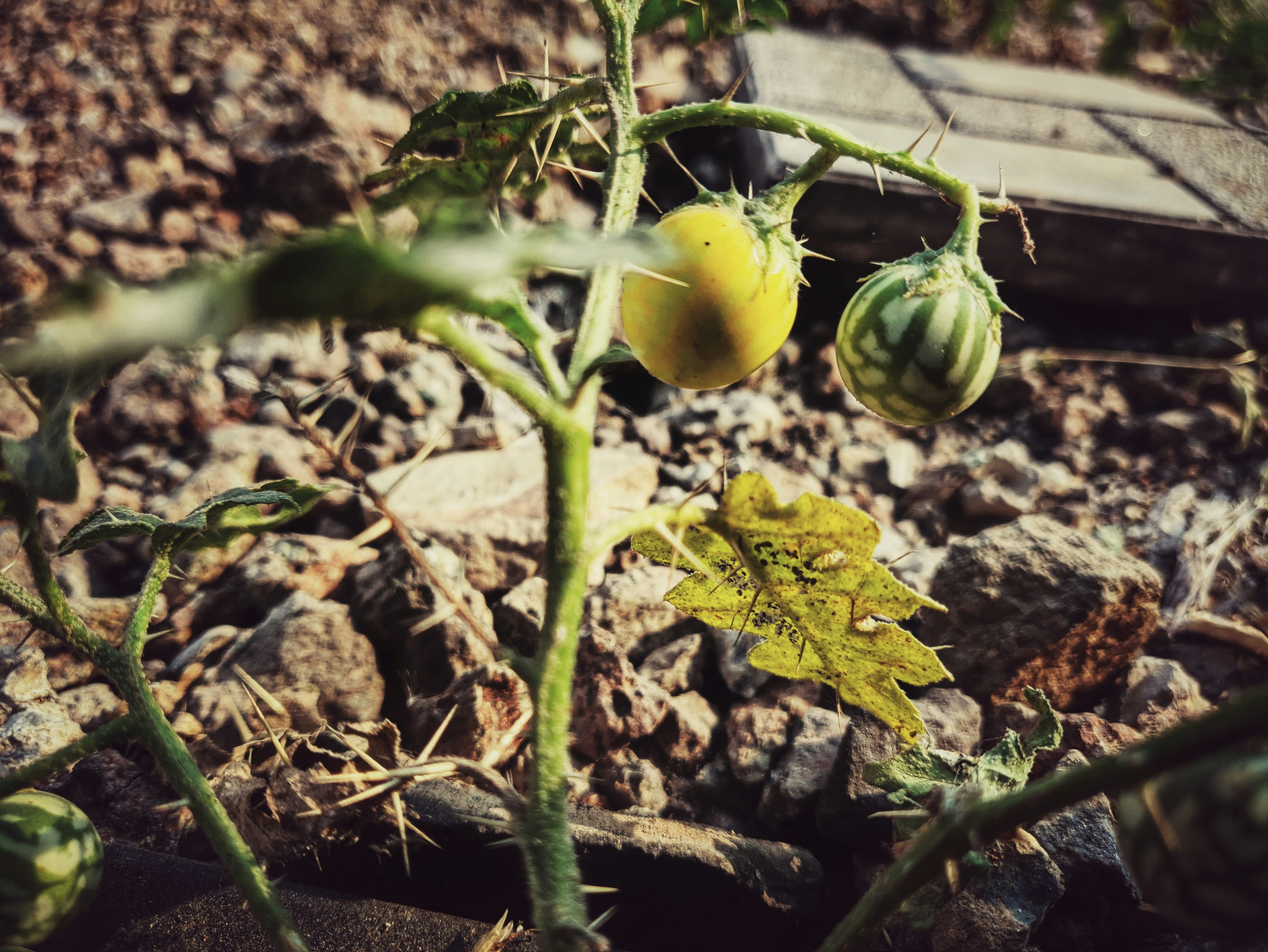 The Hidden Harvest: Nature's Unripe Gems