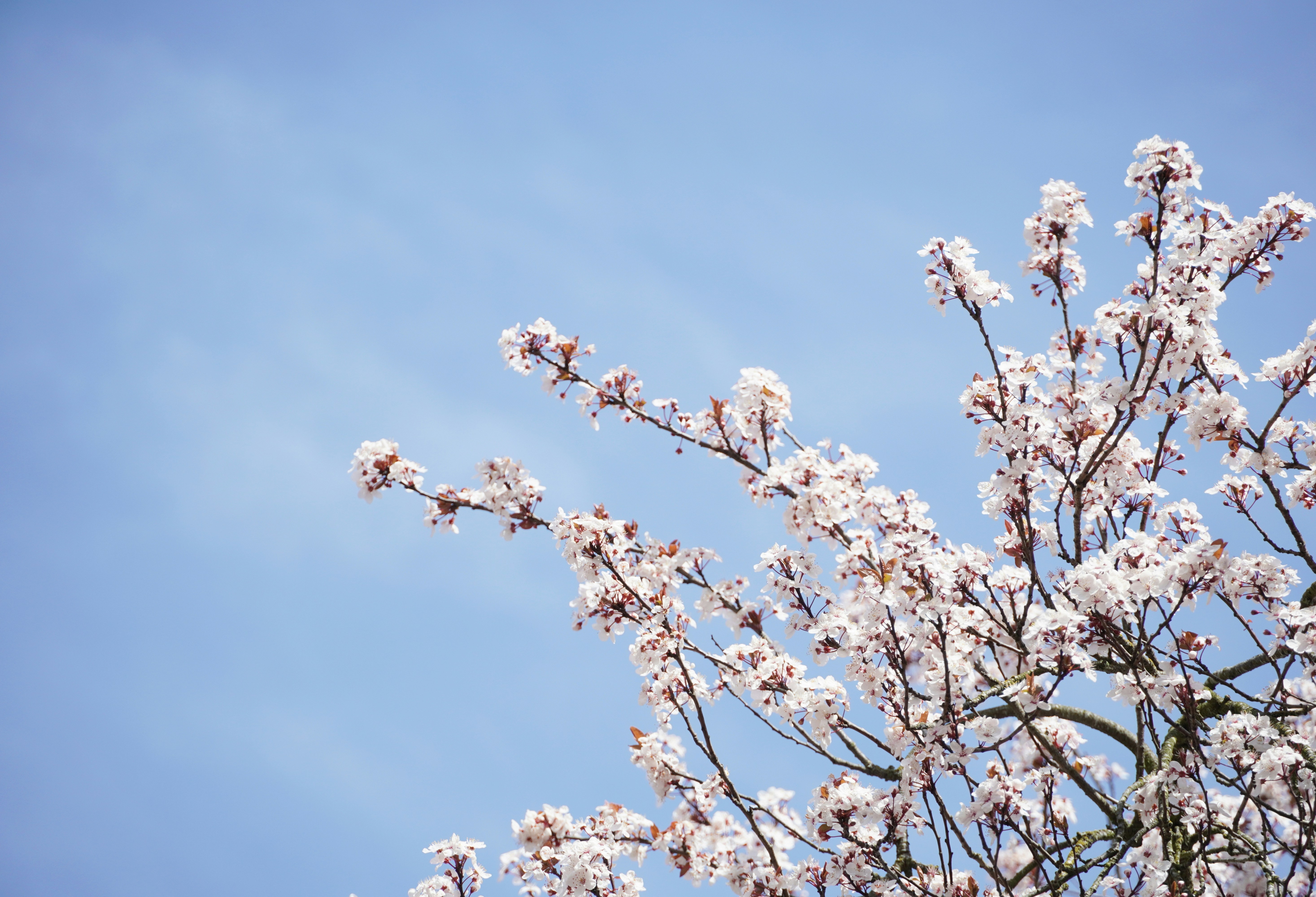 Cherry blossom branches adorned with delicate pink flowers against a clear blue sky.
