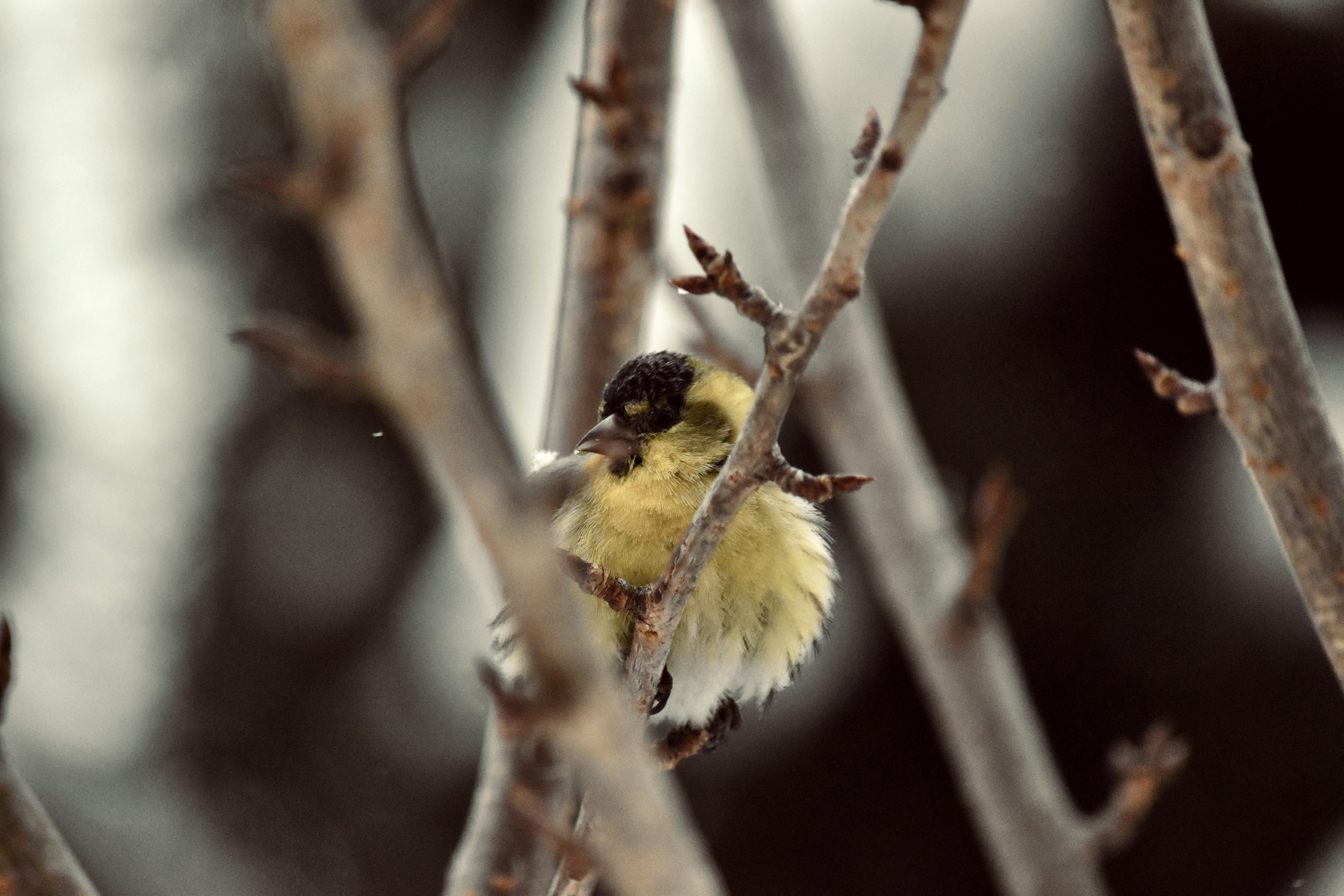 A small, vibrant bird nestled among bare branches, showcasing its delicate plumage against a blurred winter backdrop.
