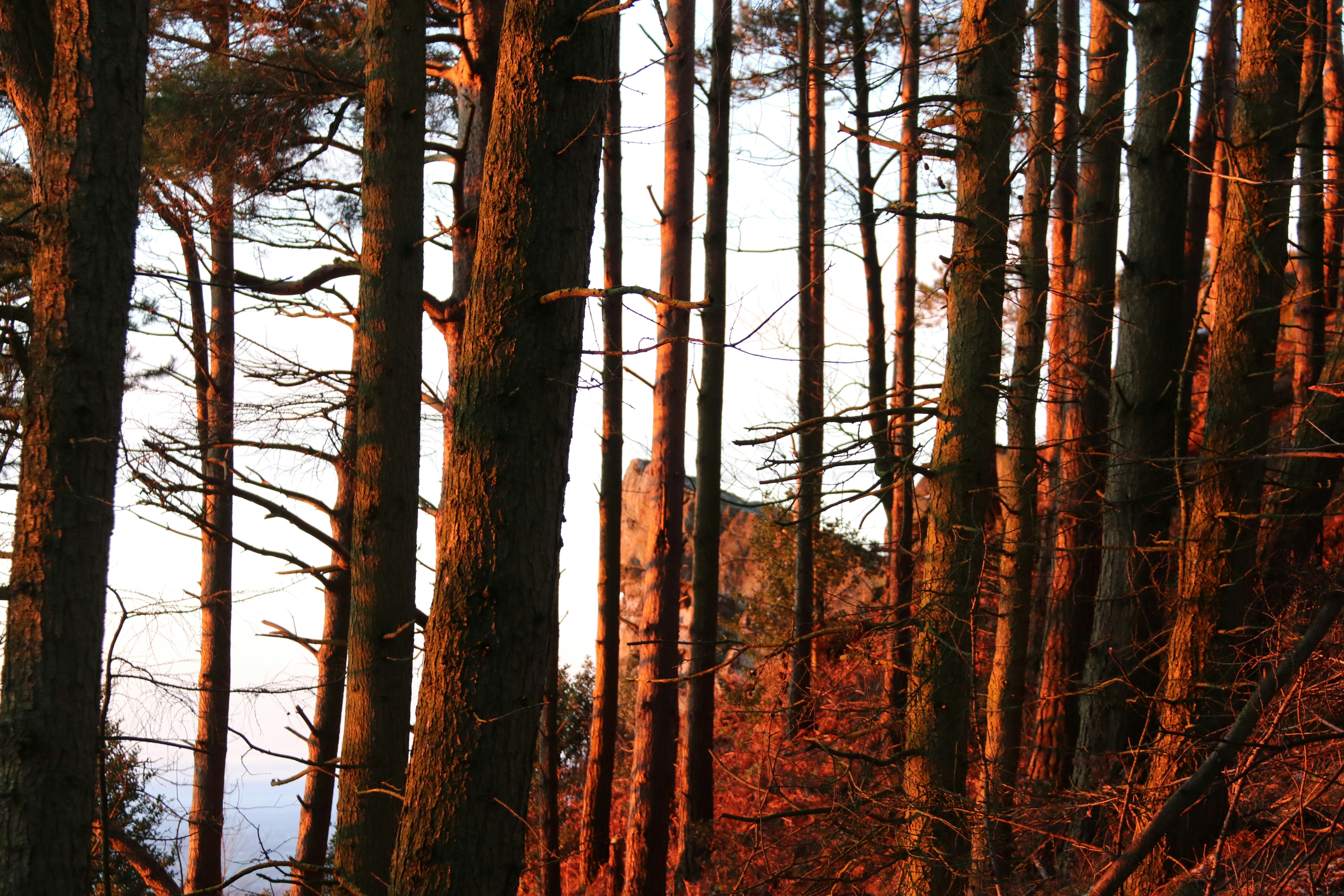 Golden hour through a cathedral of pine trunks