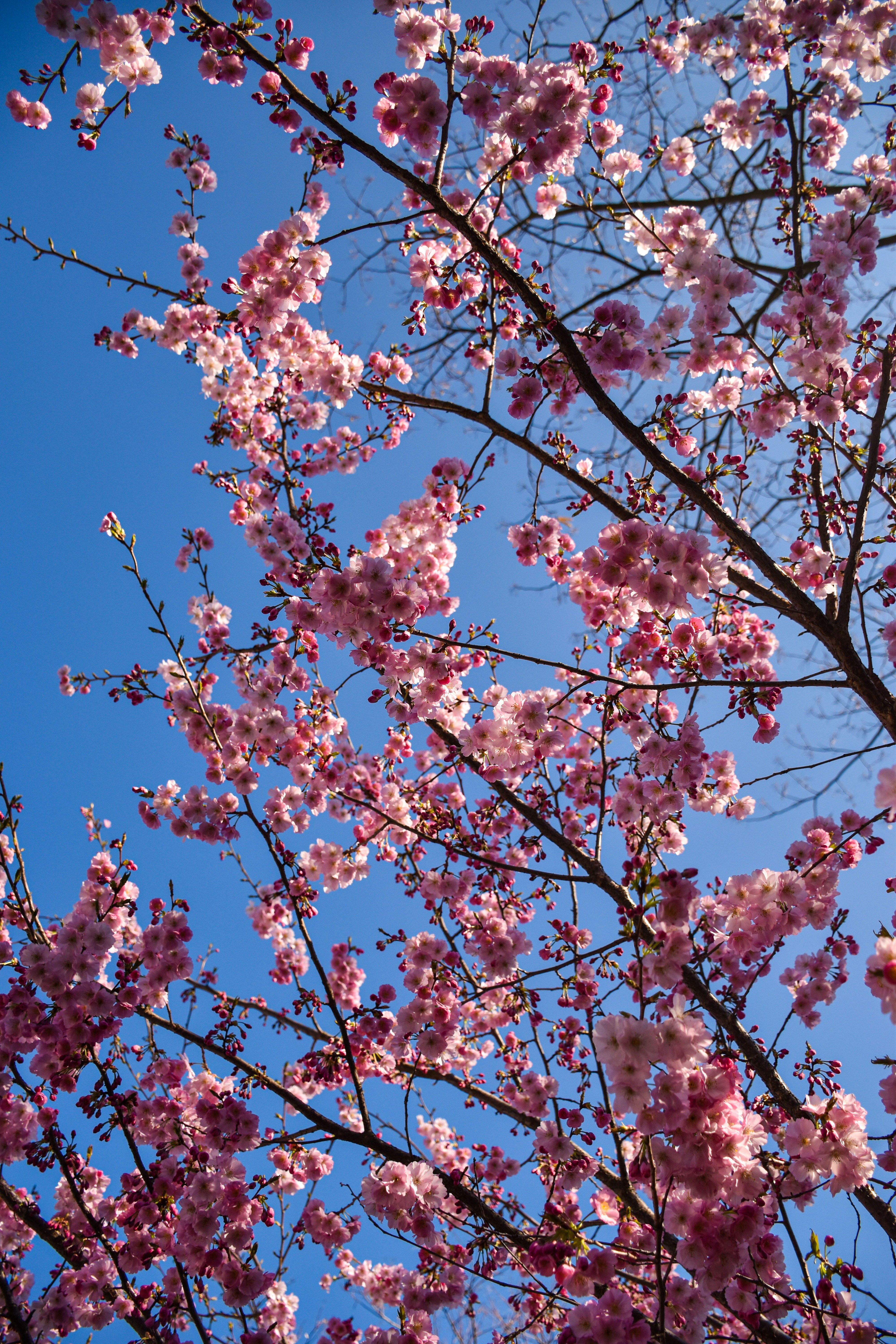 pink cherry blossom tree under blue sky during daytime