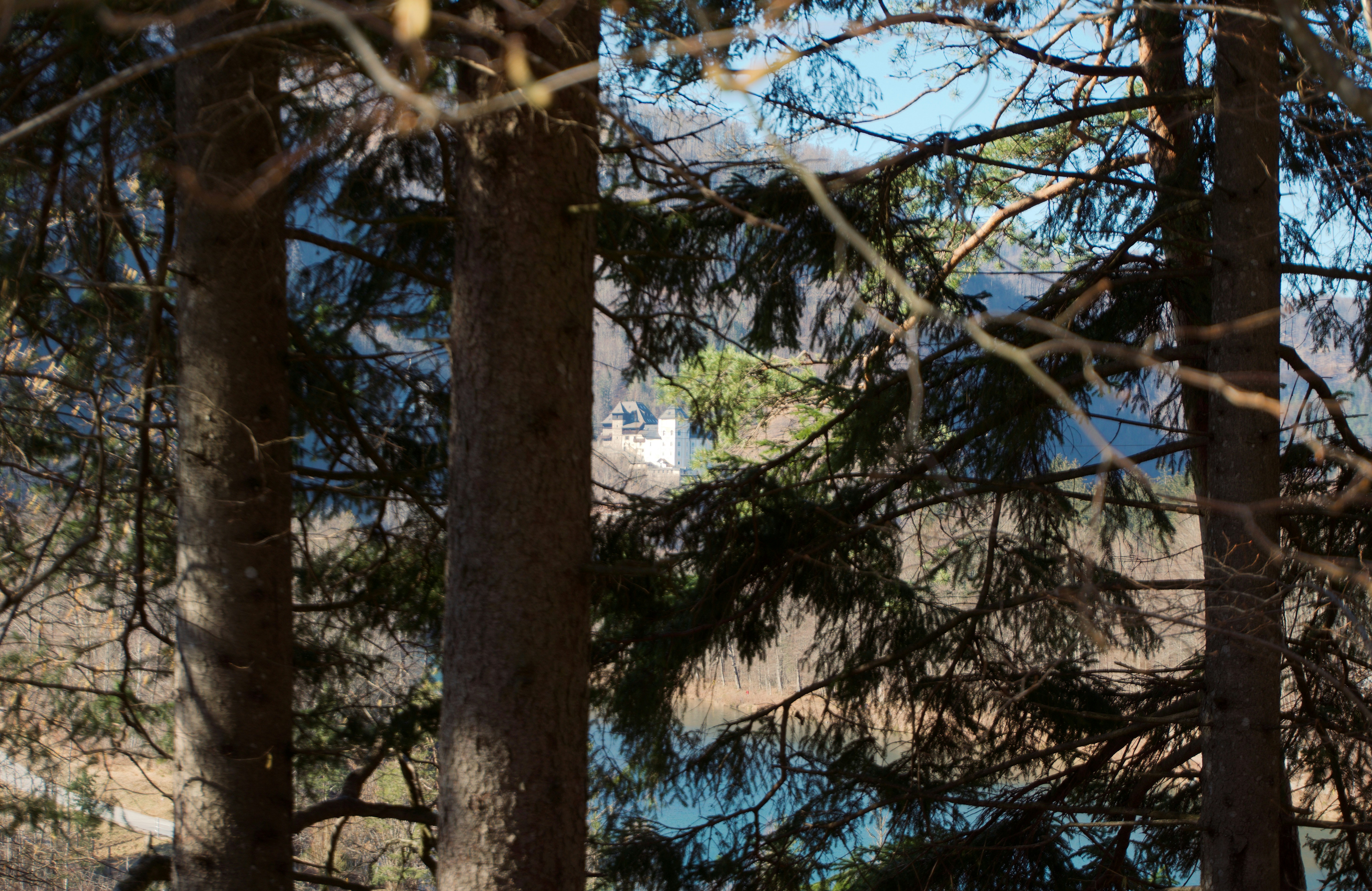 A serene view through a forest of tall trees, revealing a distant structure nestled by a tranquil body of water.