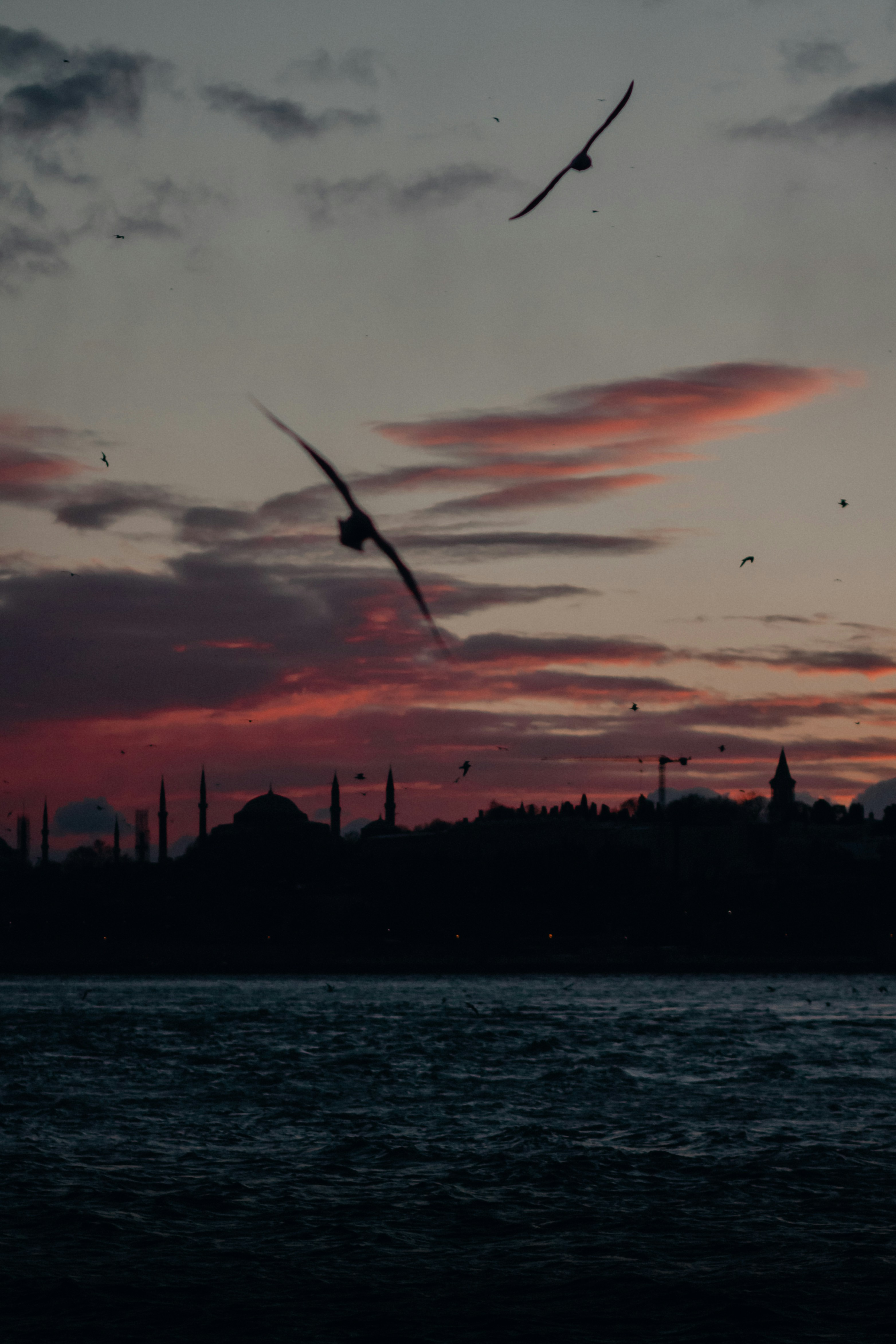 Wings Over a Dusk Harbor: Gulls Sketch the Skyline