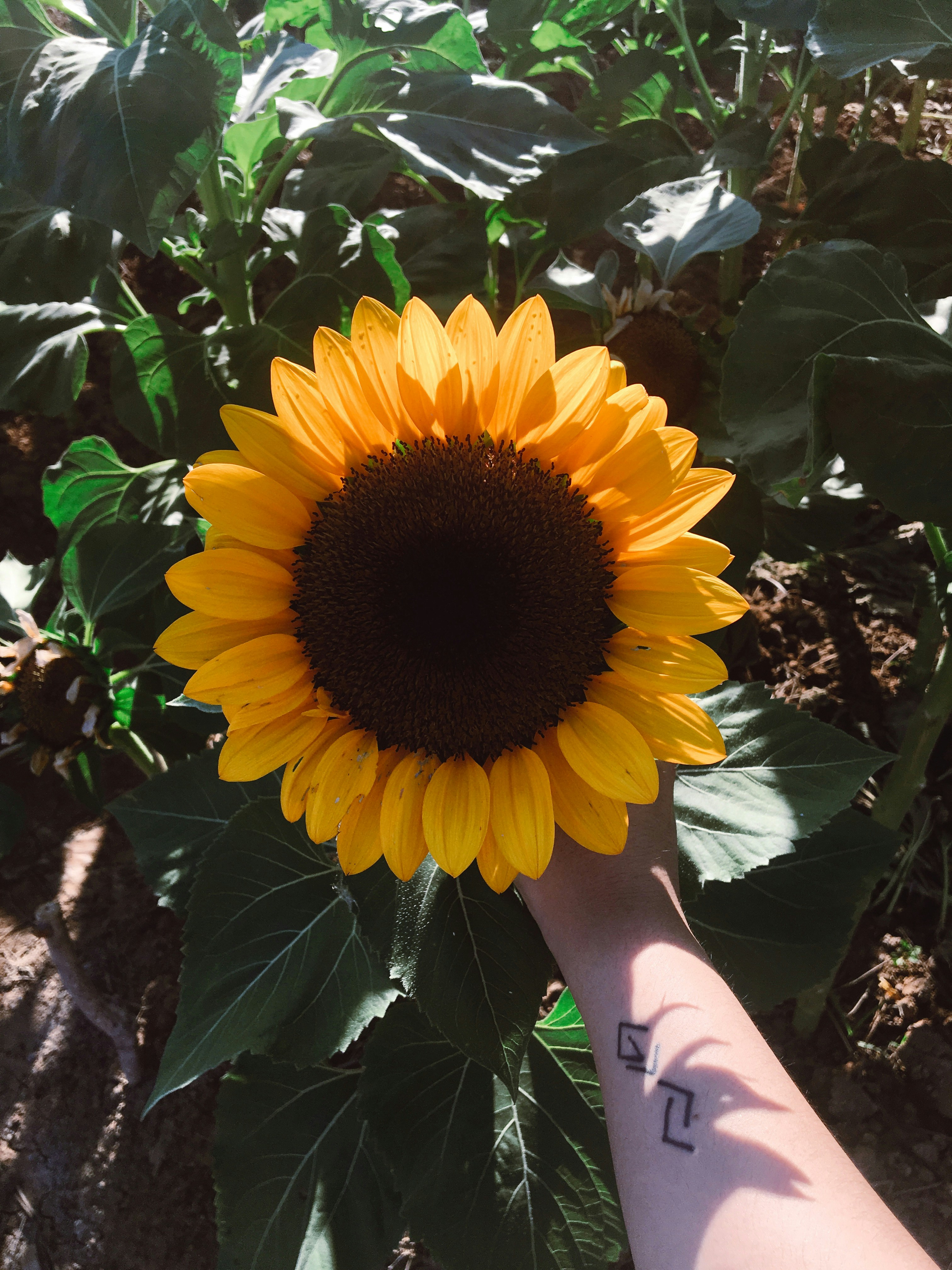 Sunny Bloom: A Hand-Tarmed Portrait of a Flower