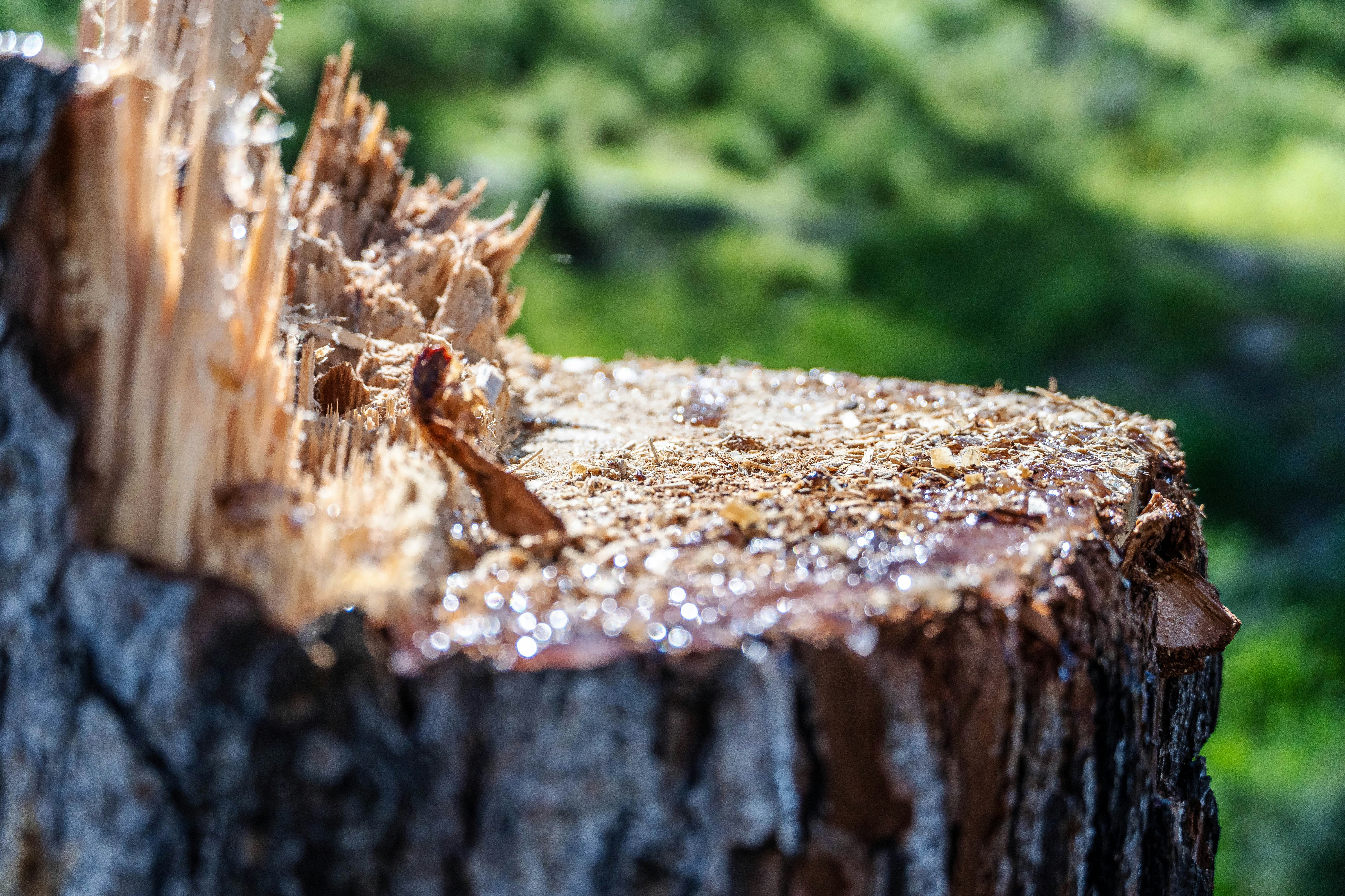 Close-up of a severed tree stump, showcasing the intricate textures and glistening sap on its surface. The lush greenery in the background highlights the contrast between life and loss.